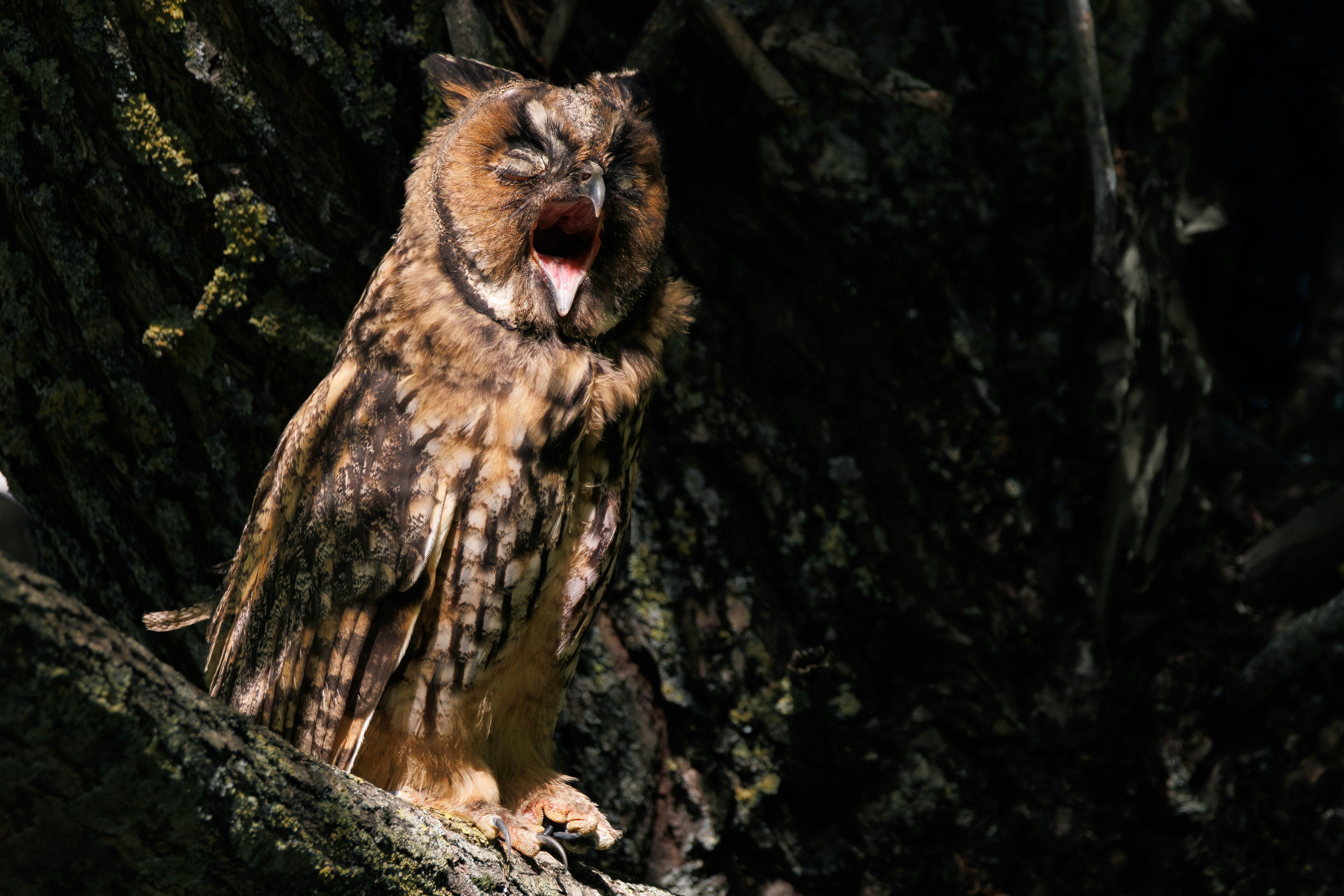 Midnight Roar: A Moonlit Owl Yawn perches on rugged bark