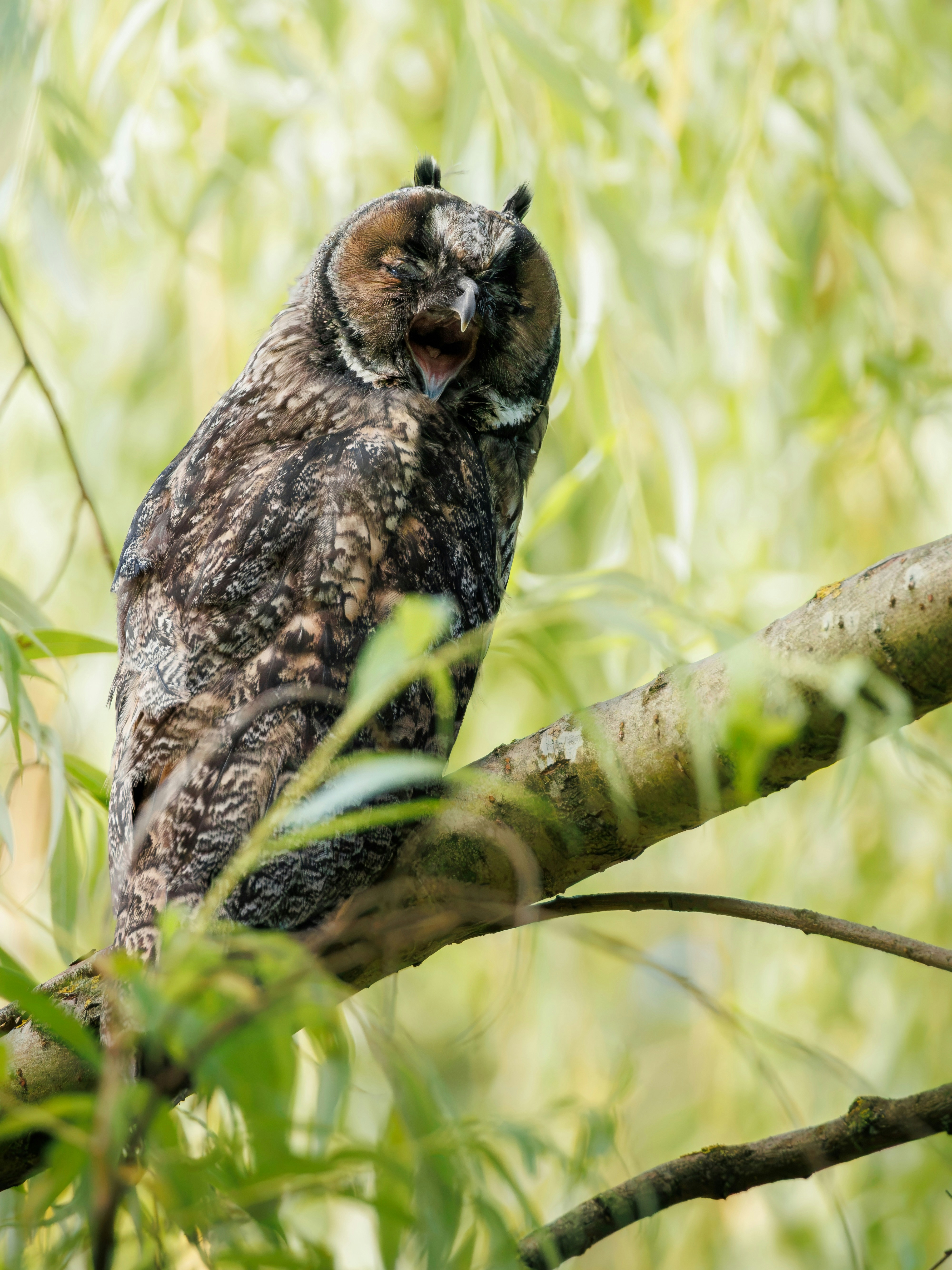 Eyes in the Canopy: A Stormy Call of the Nightjar