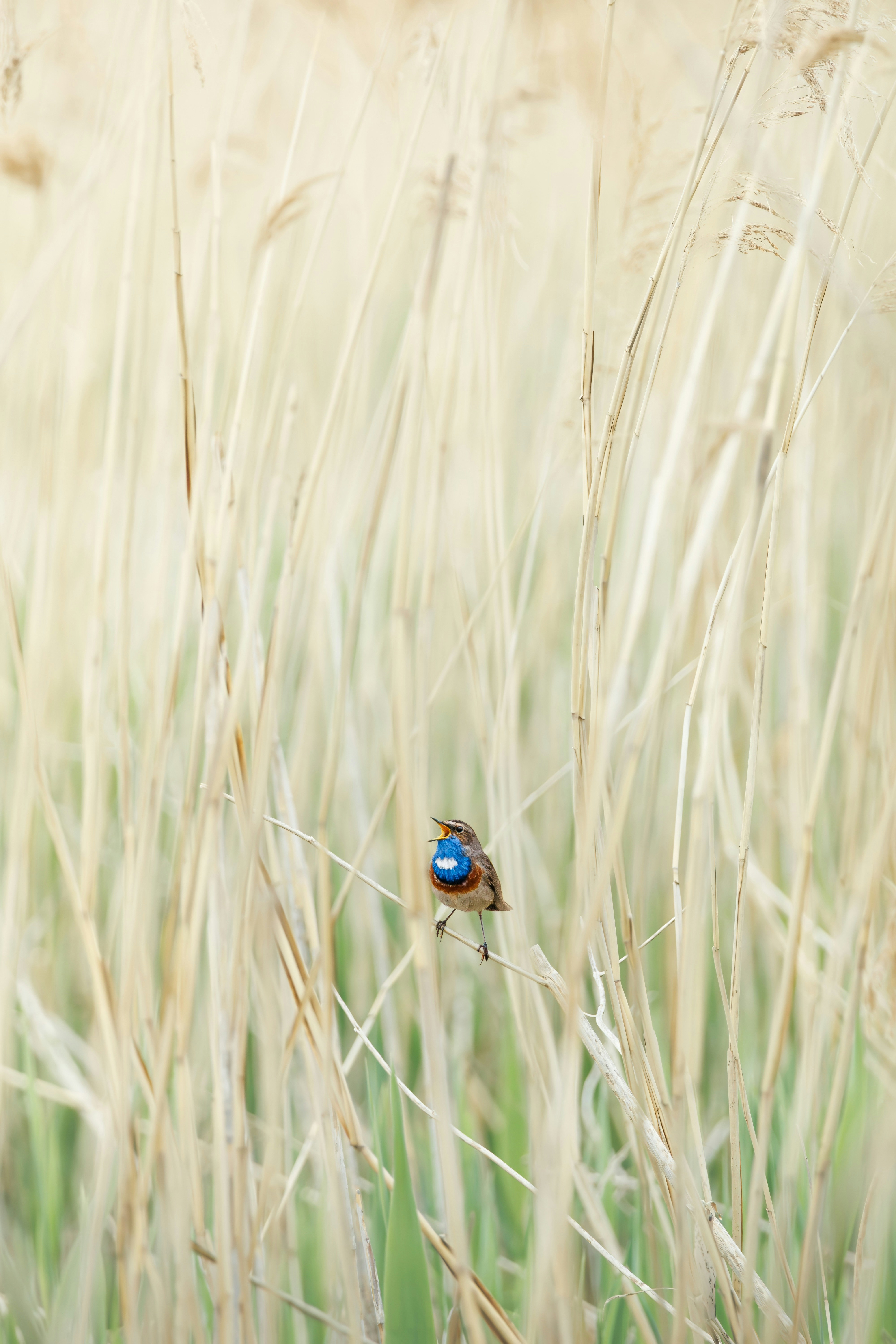Blue-throated Warbler Amid Tall Reed Grass