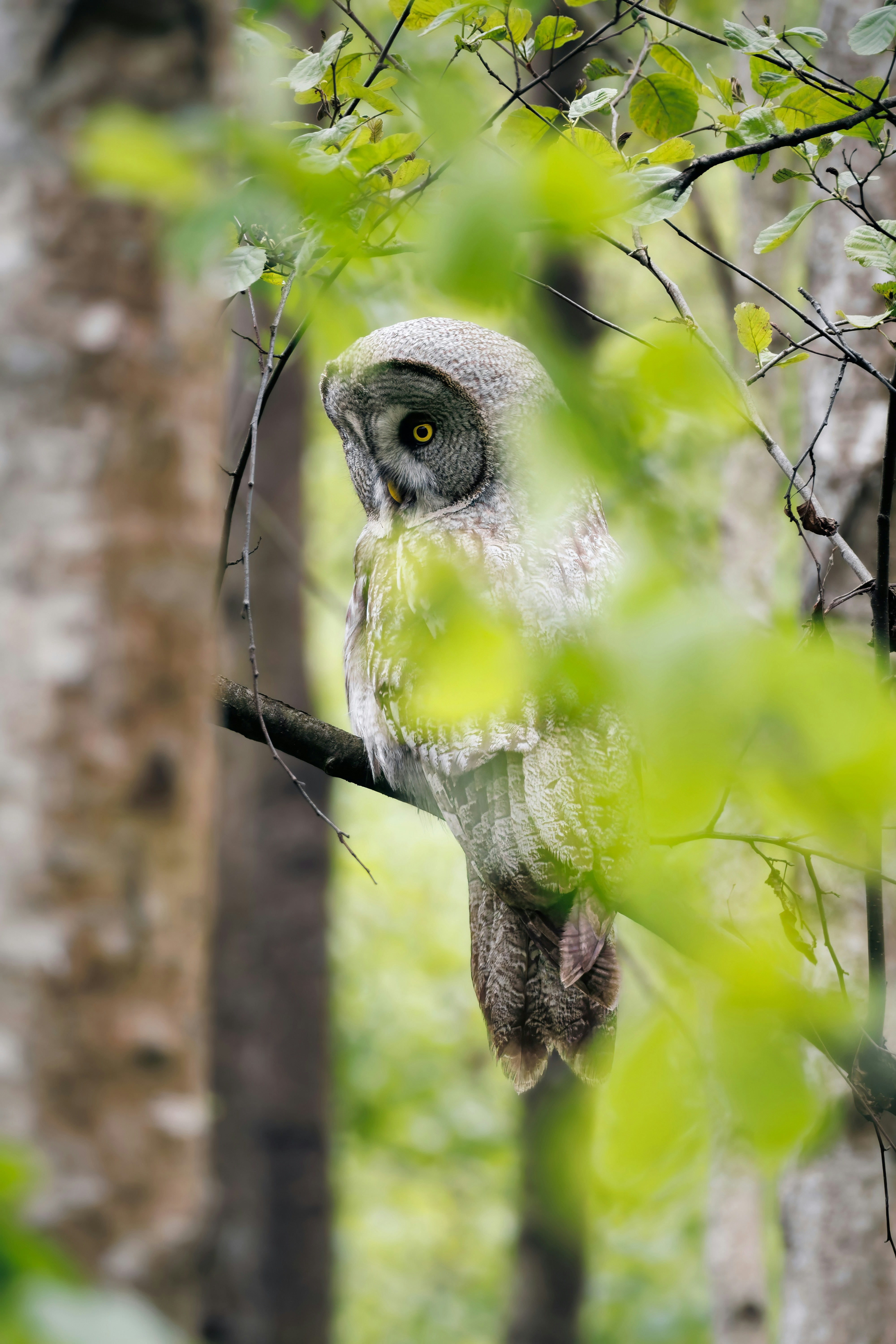 Forest Watcher: An Owl Peering Through Spring Green