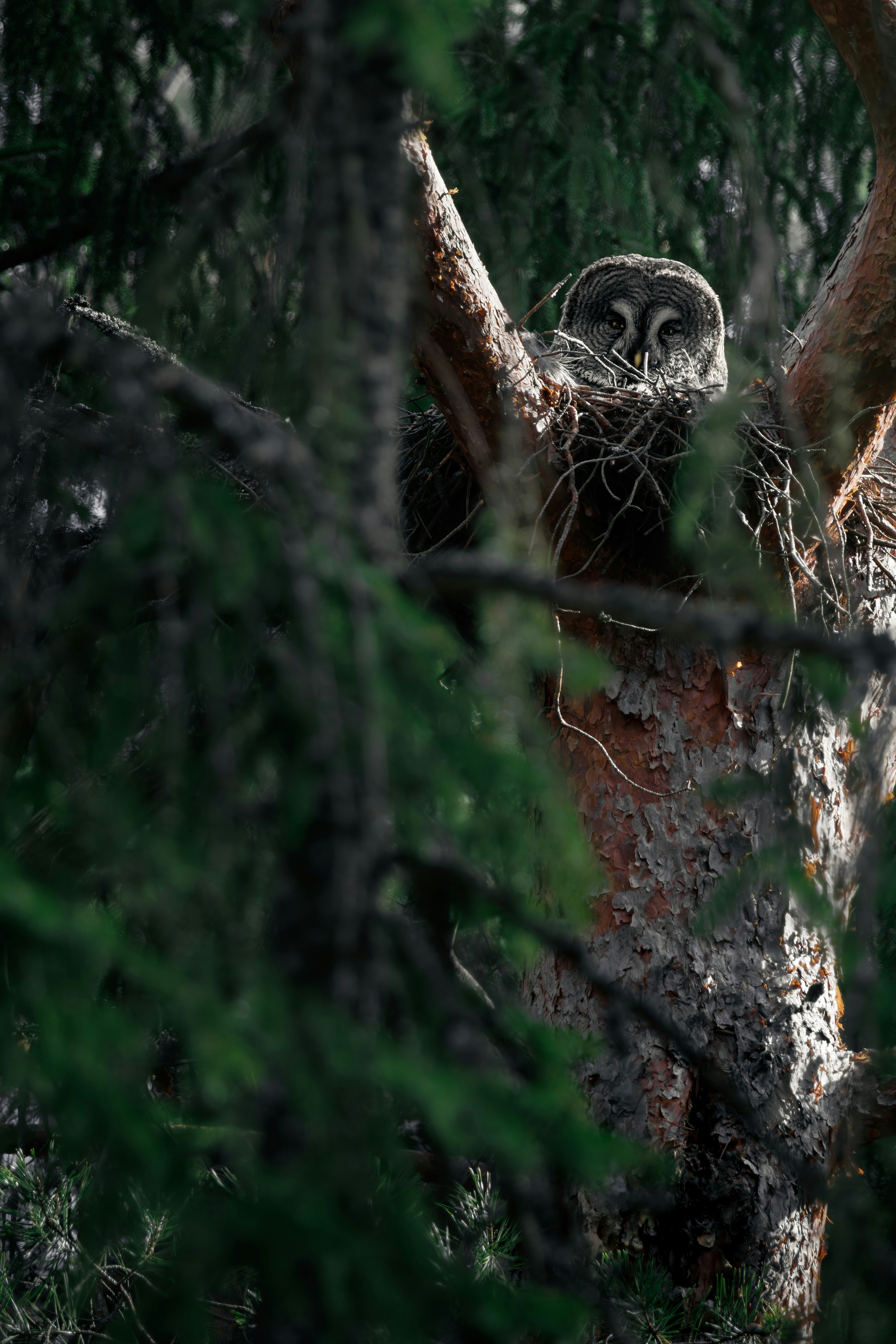 Owl Watcher: Hidden in the Boughs