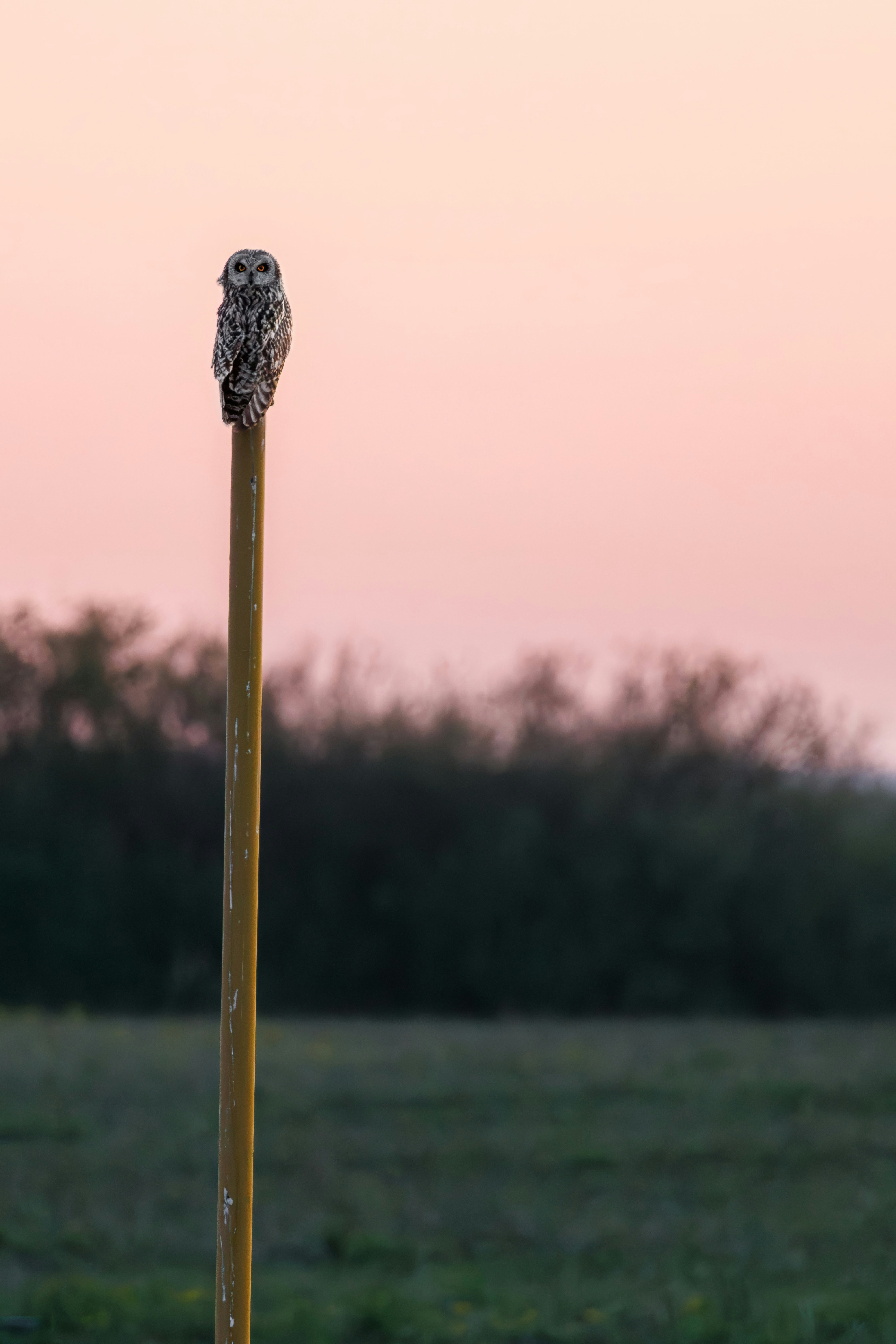 Sentinel on a Post: Evening Watch Atop a Silent Field