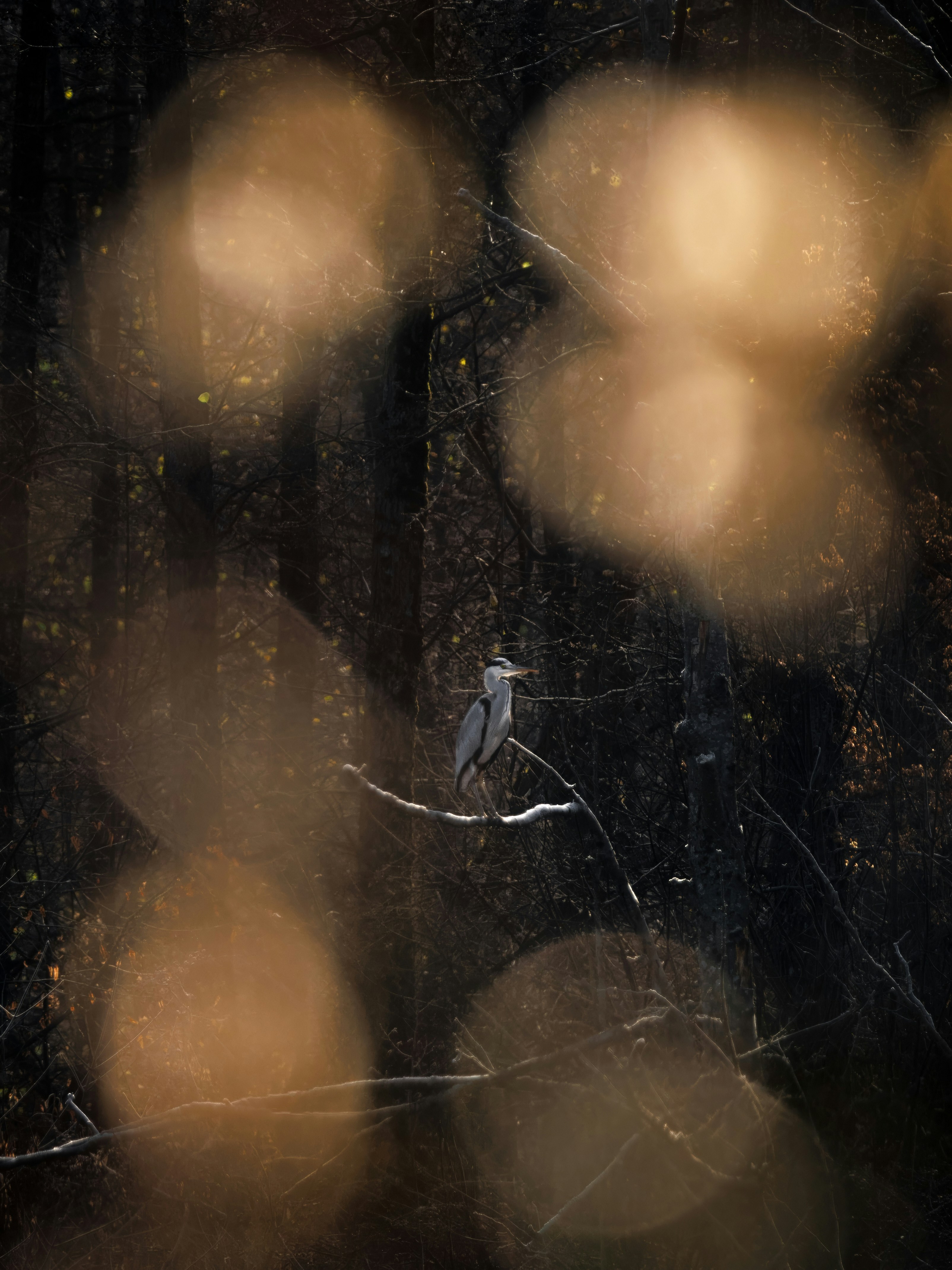 Hushed Avian Sentinel on a Moonlit Branch
