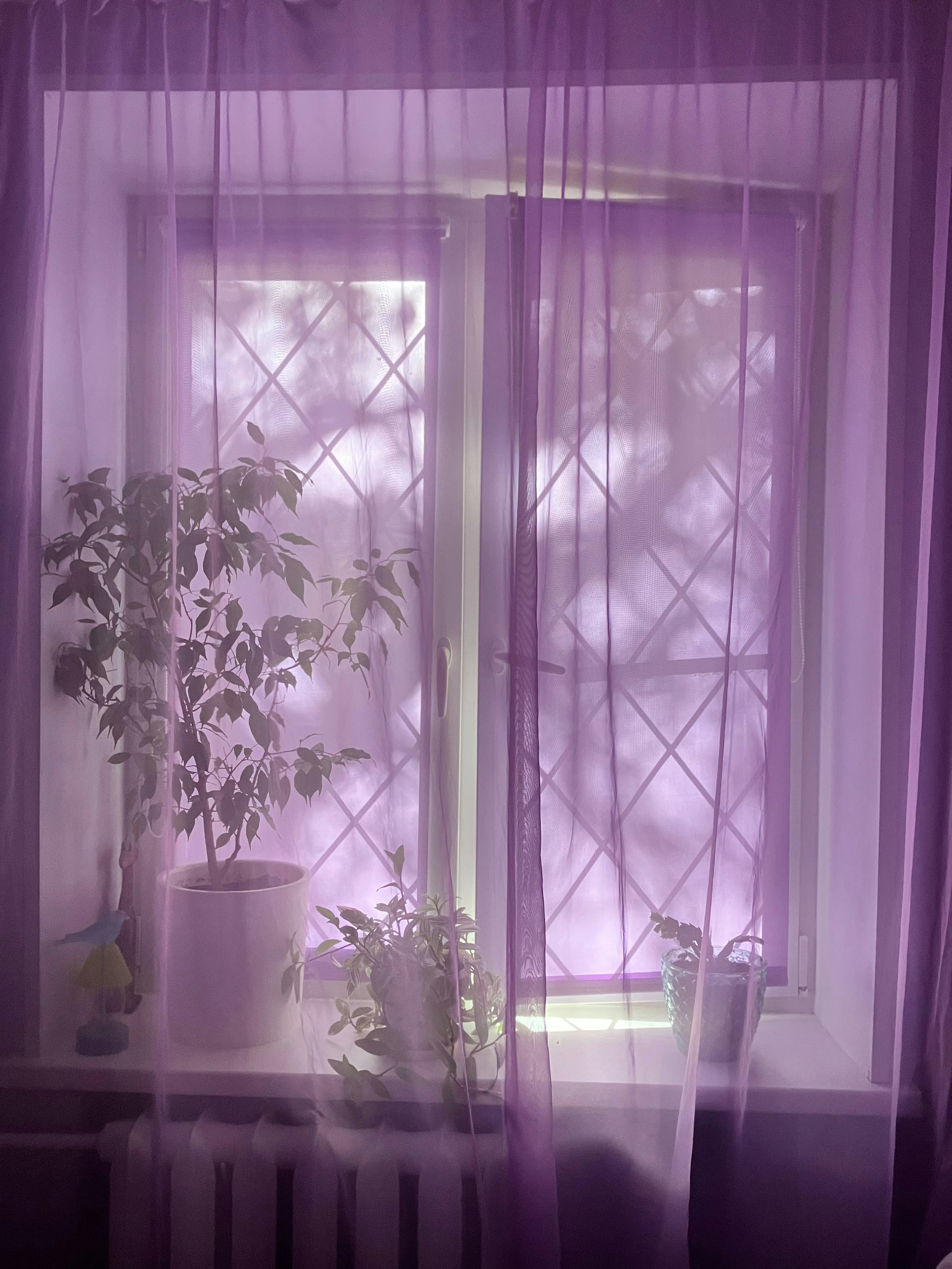 Soft purple curtain drapes a windowsill with potted plants, creating a calm, dreamlike interior scene.