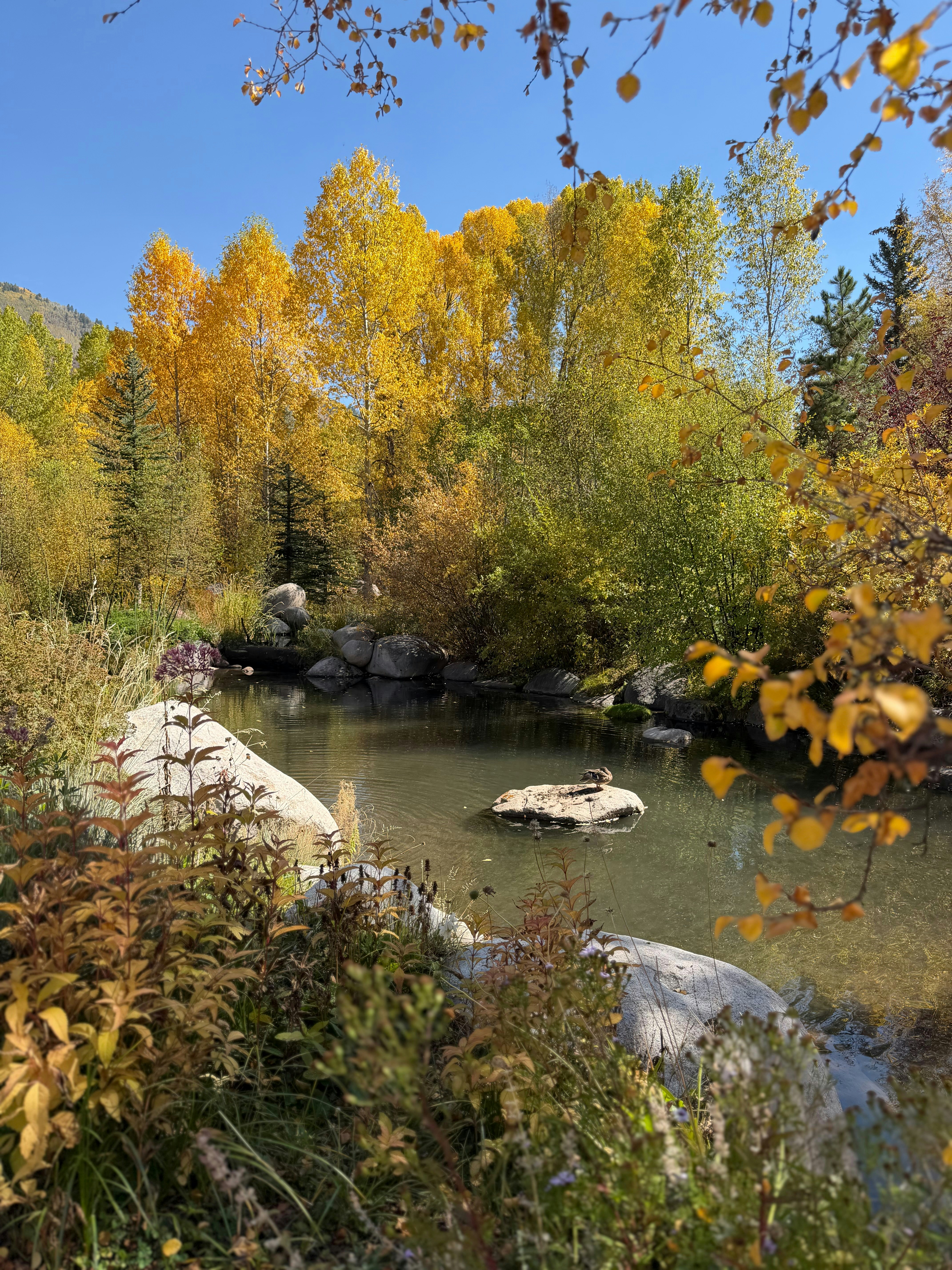 Sunlit autumn grove surrounding a calm pond, with golden trees and smooth rocks along the shore.