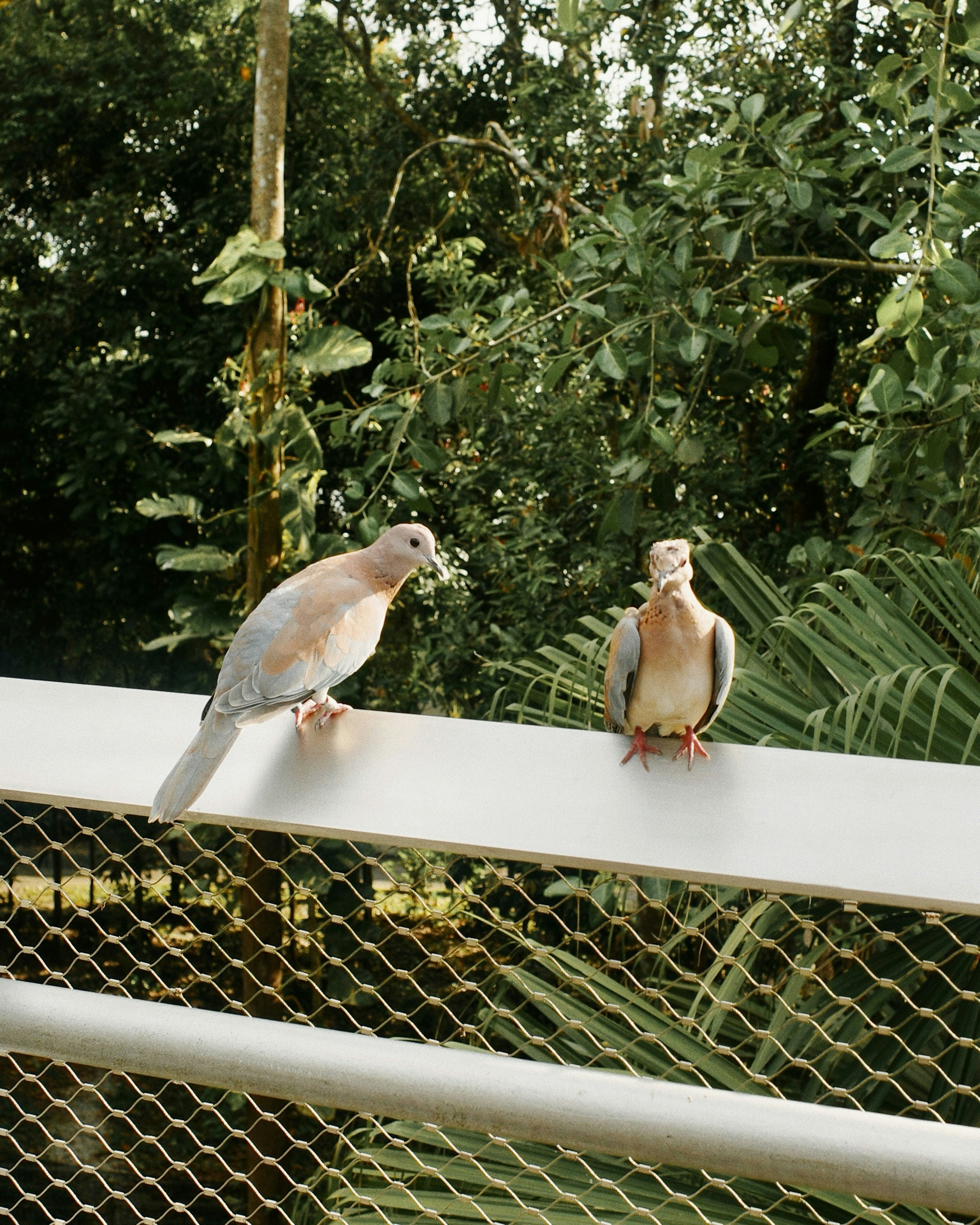 Two parrots on a sunlit railing amid verdant backdrop