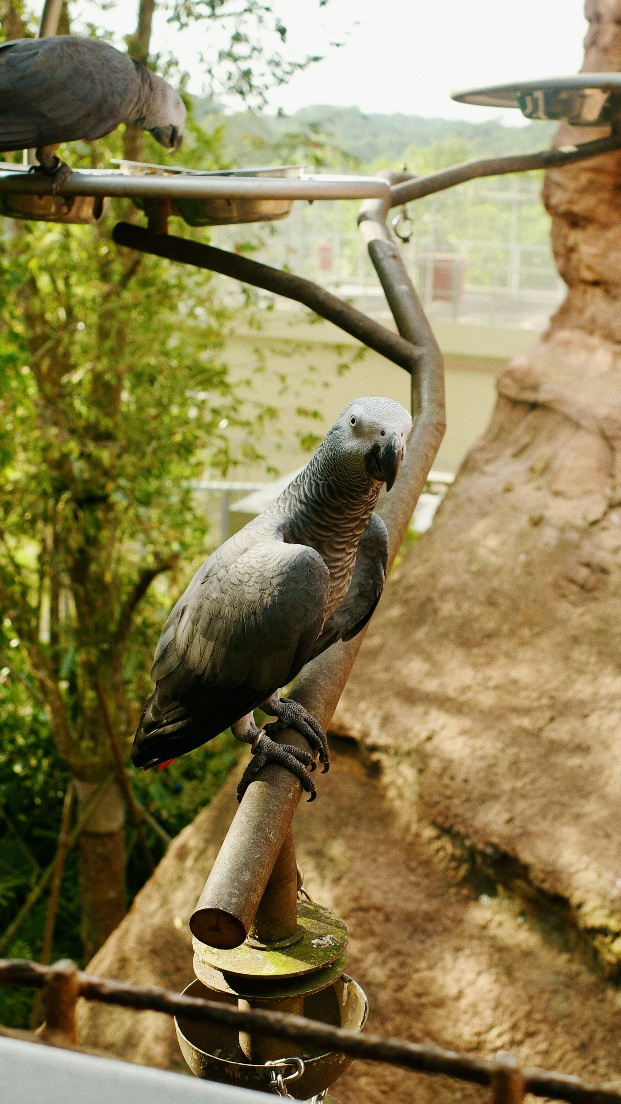 Perched Sentinel: Grey Parrot Observing from a Curved Pipe