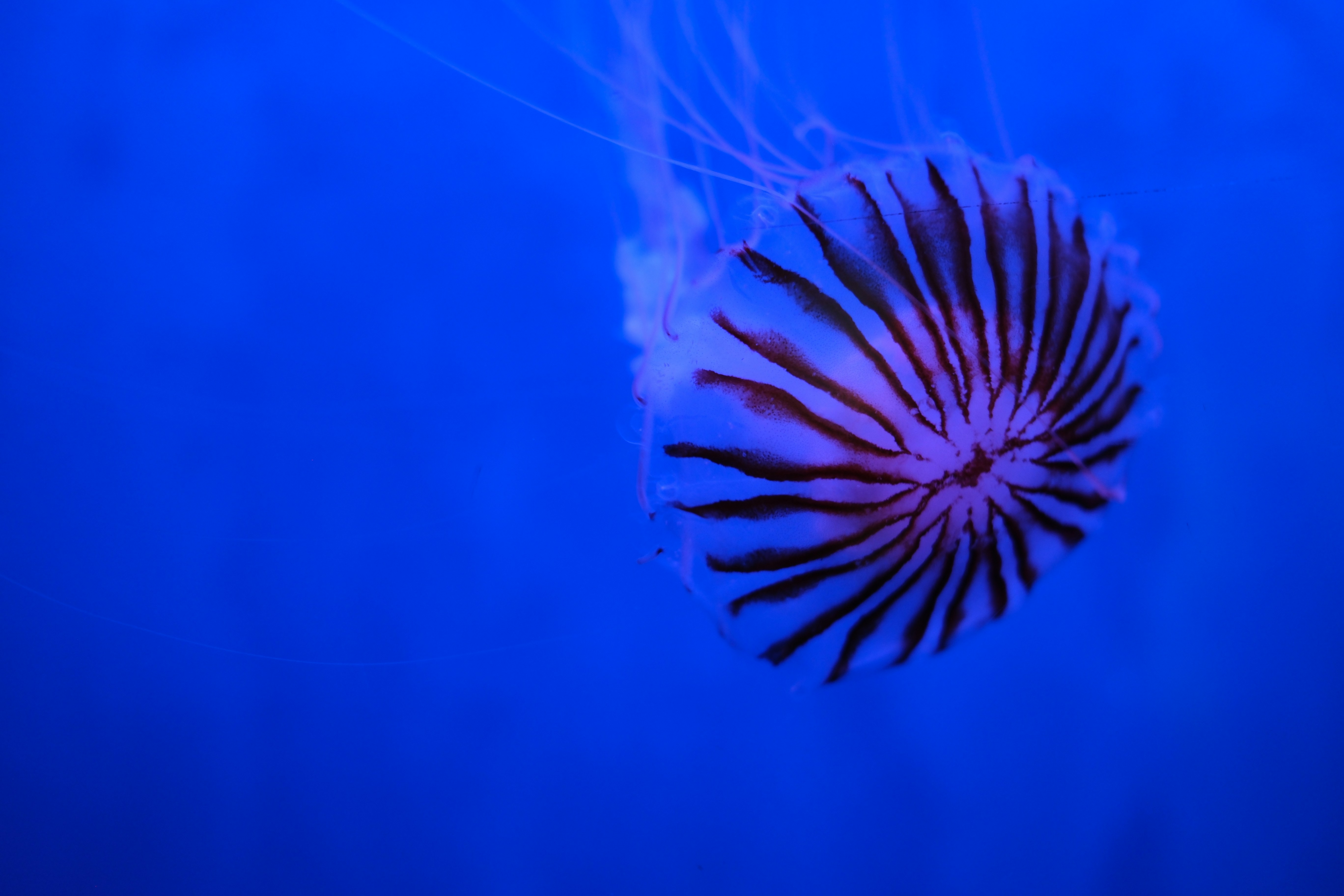 Blue Abyss: Striped Jellyfish Drifting in Neon Deep