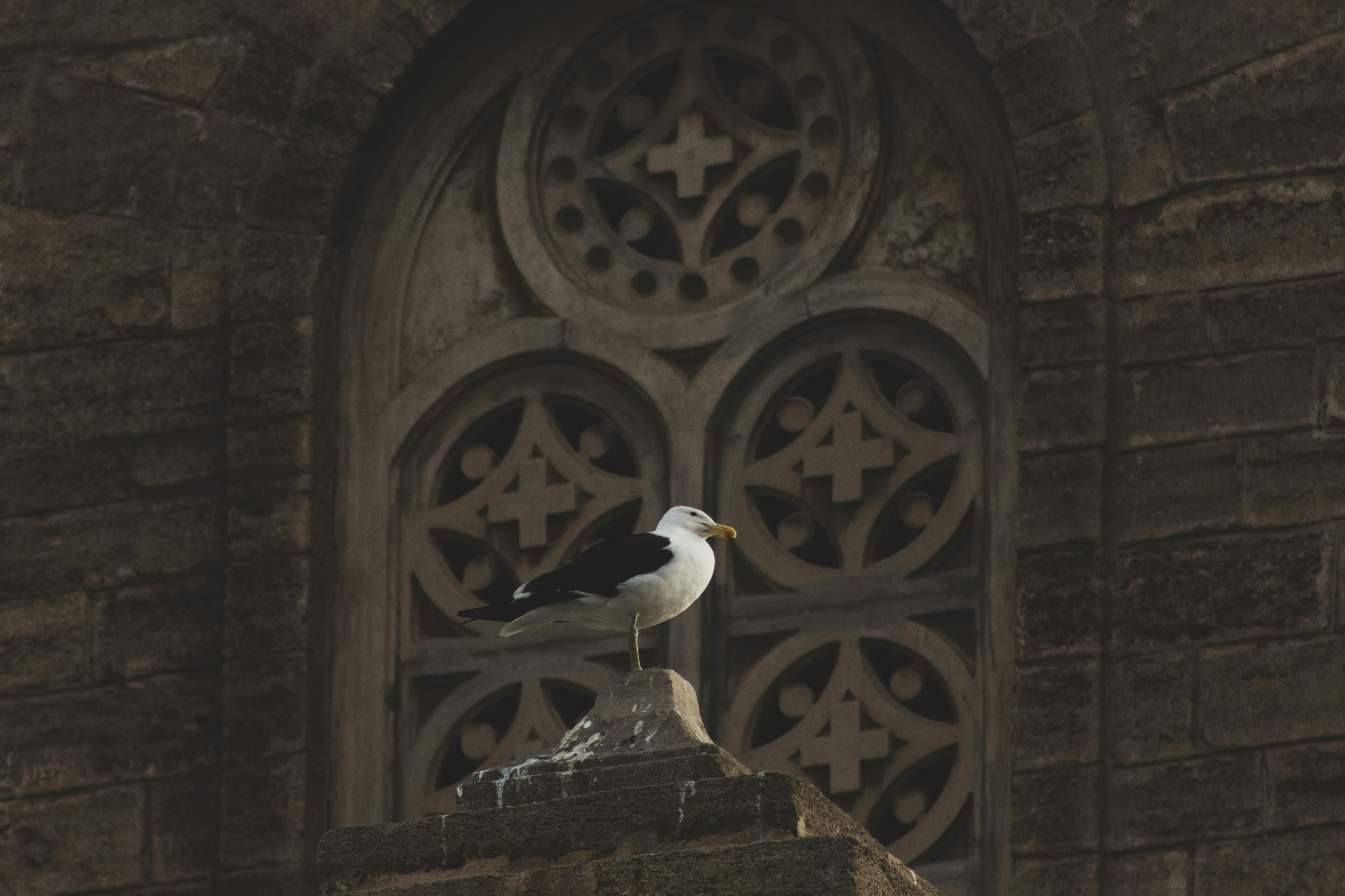 A black-and-white heron perches on a stone ledge before a carved Gothic window; architectural details form a moody backdrop.