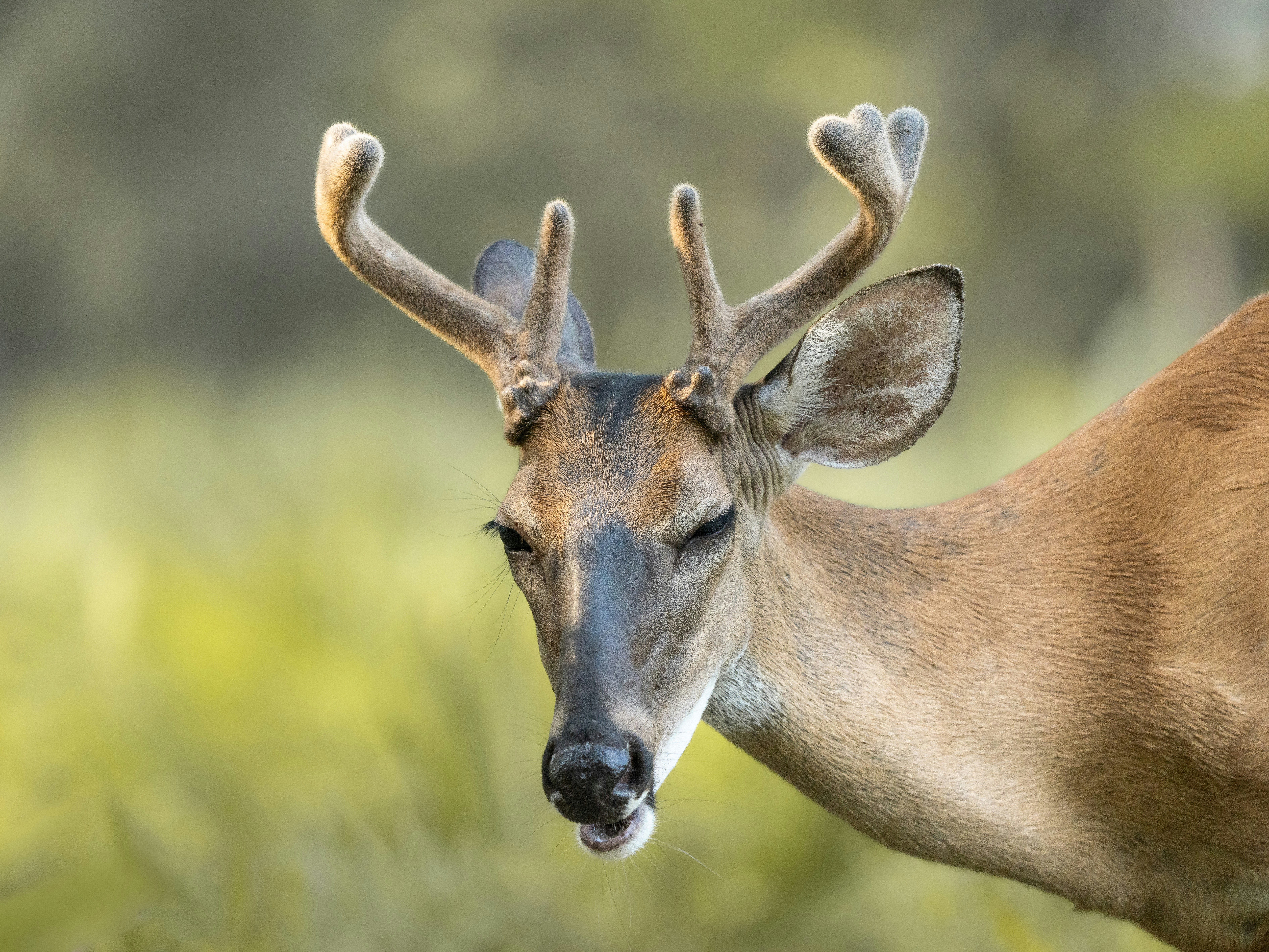 Wild white-tailed deer bucks with velvet-covered antlers photographed in their natural environment.