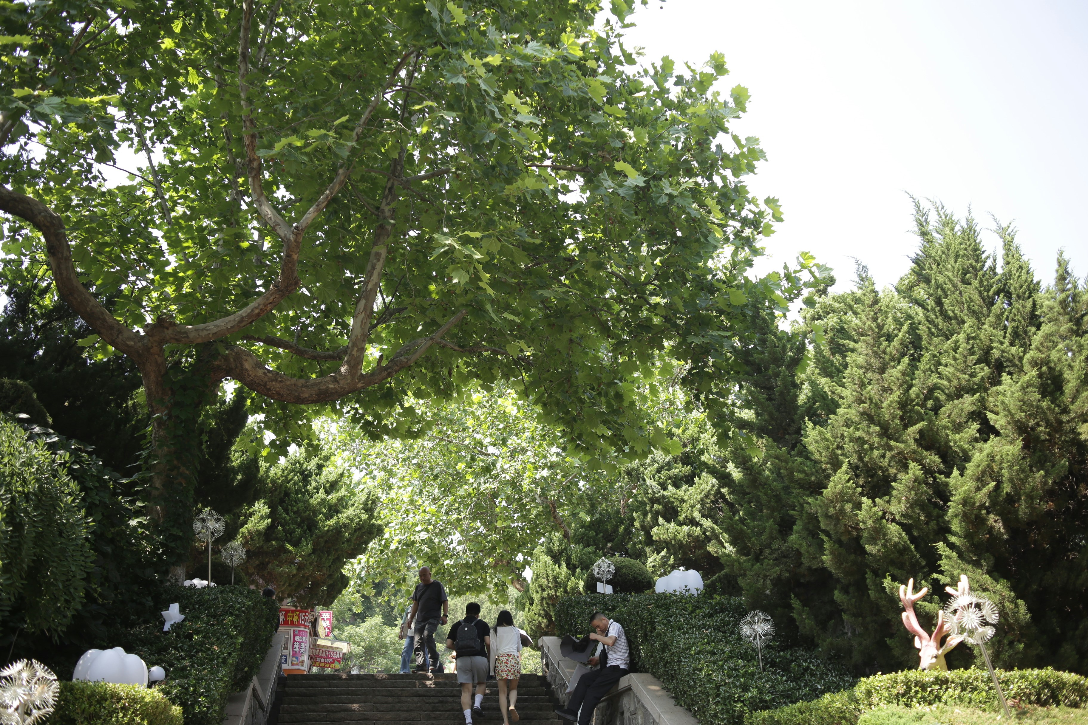 Garden Staircase Rendezvous Under a Canopy of Green
