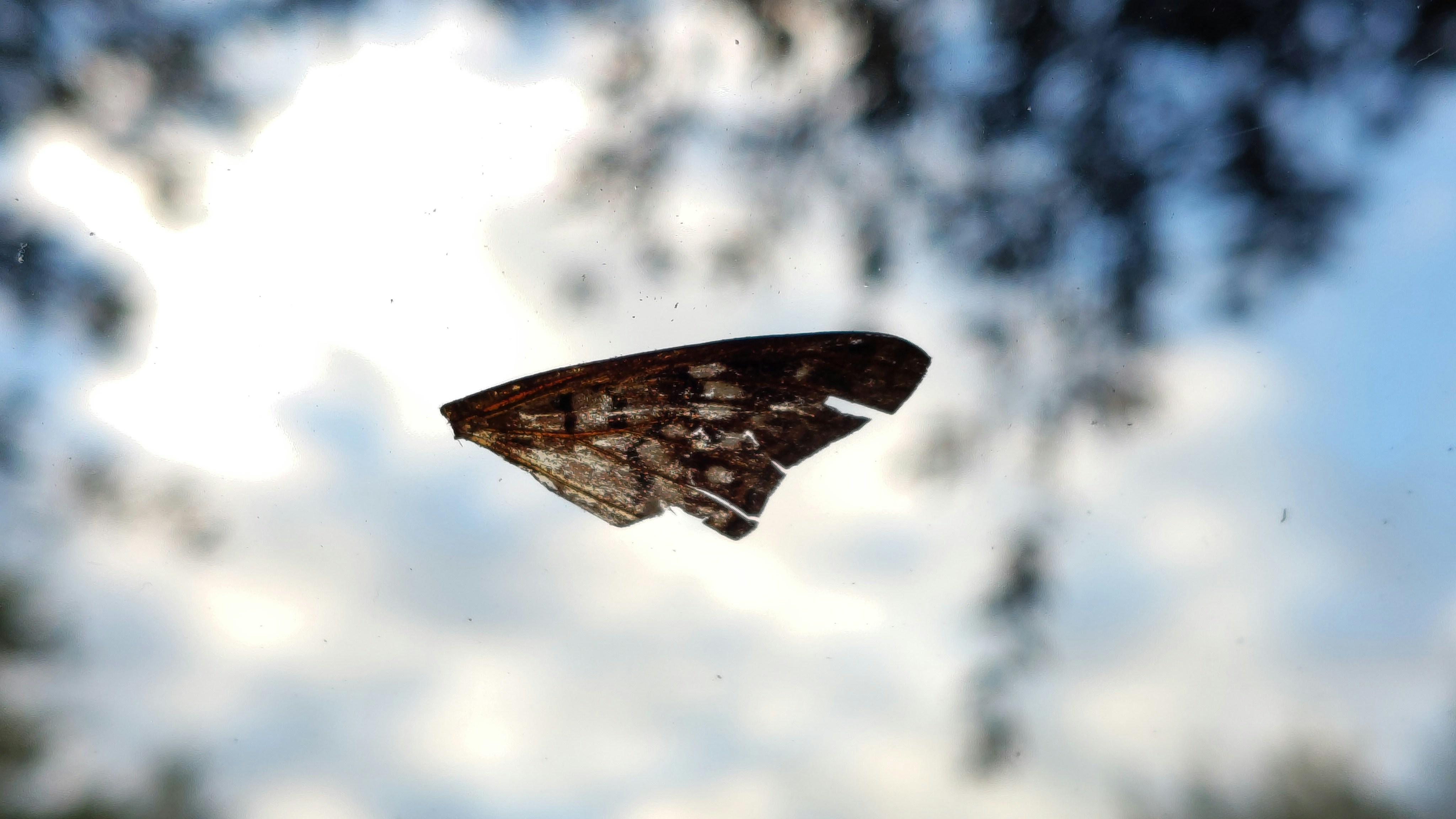 Midair Monarch: a solitary butterfly gliding against a bright, blurred sky