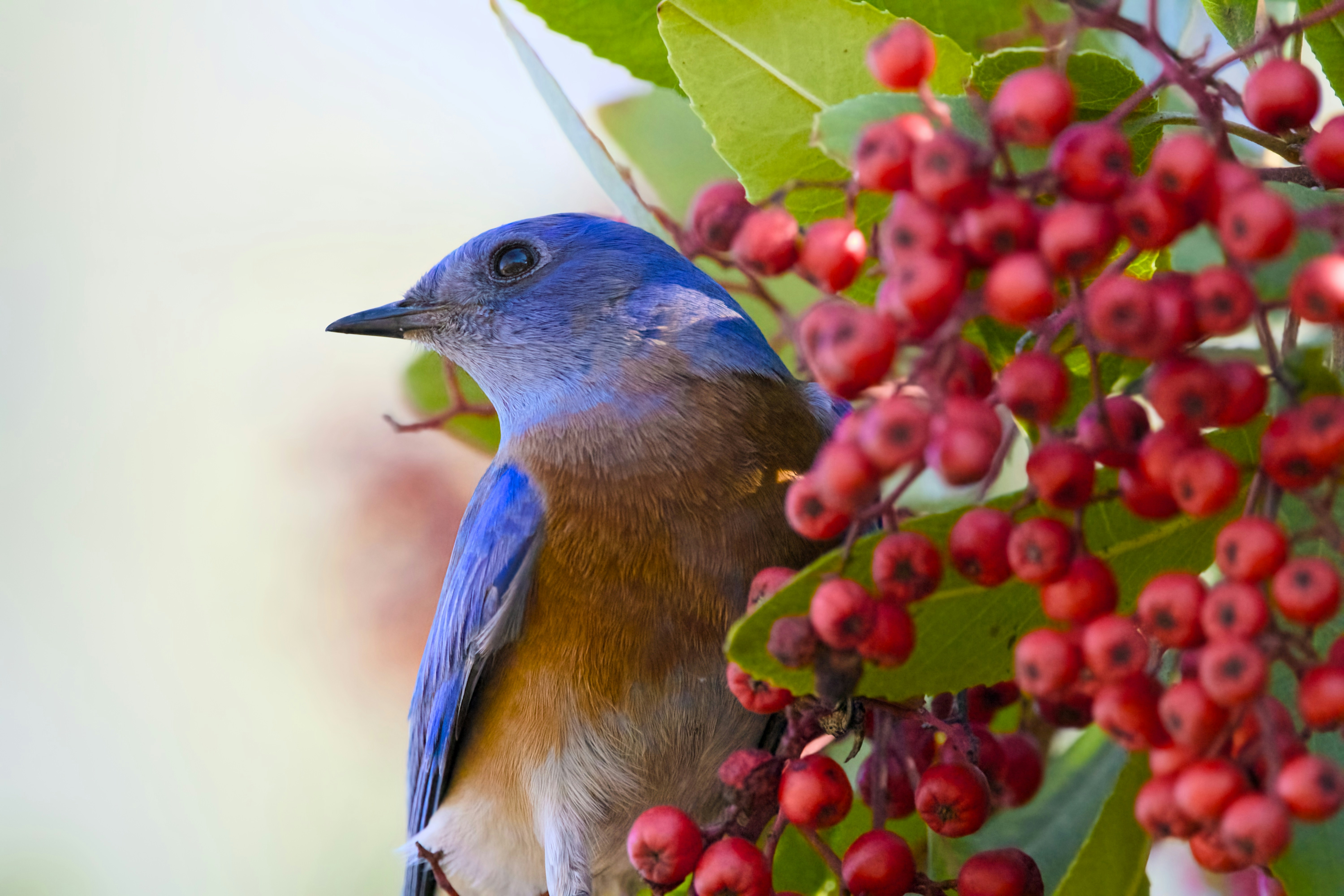 Azure Warbler among Red Berries