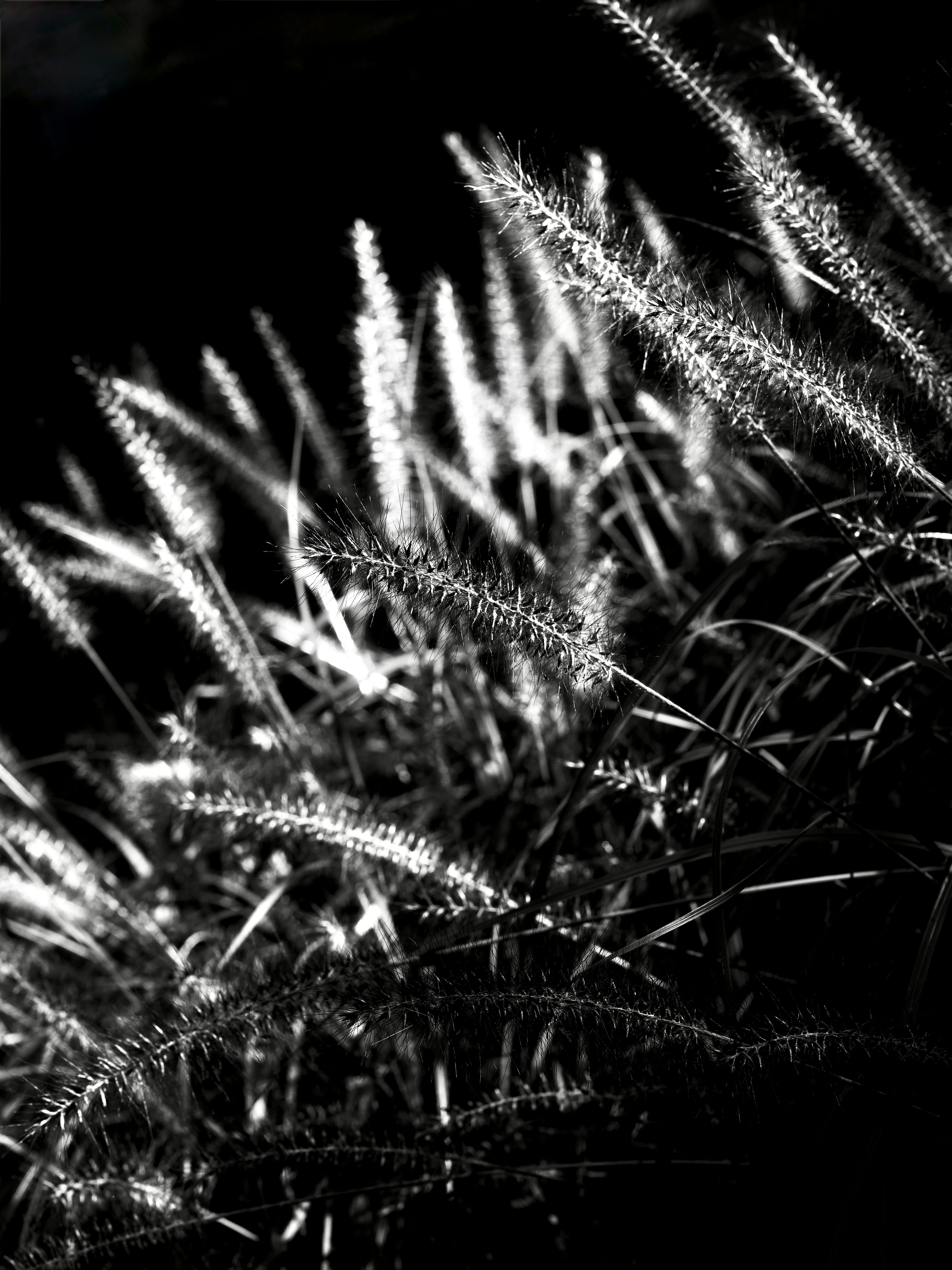 Backlit Meadow Tresses: Neon Silhouettes in Bloom