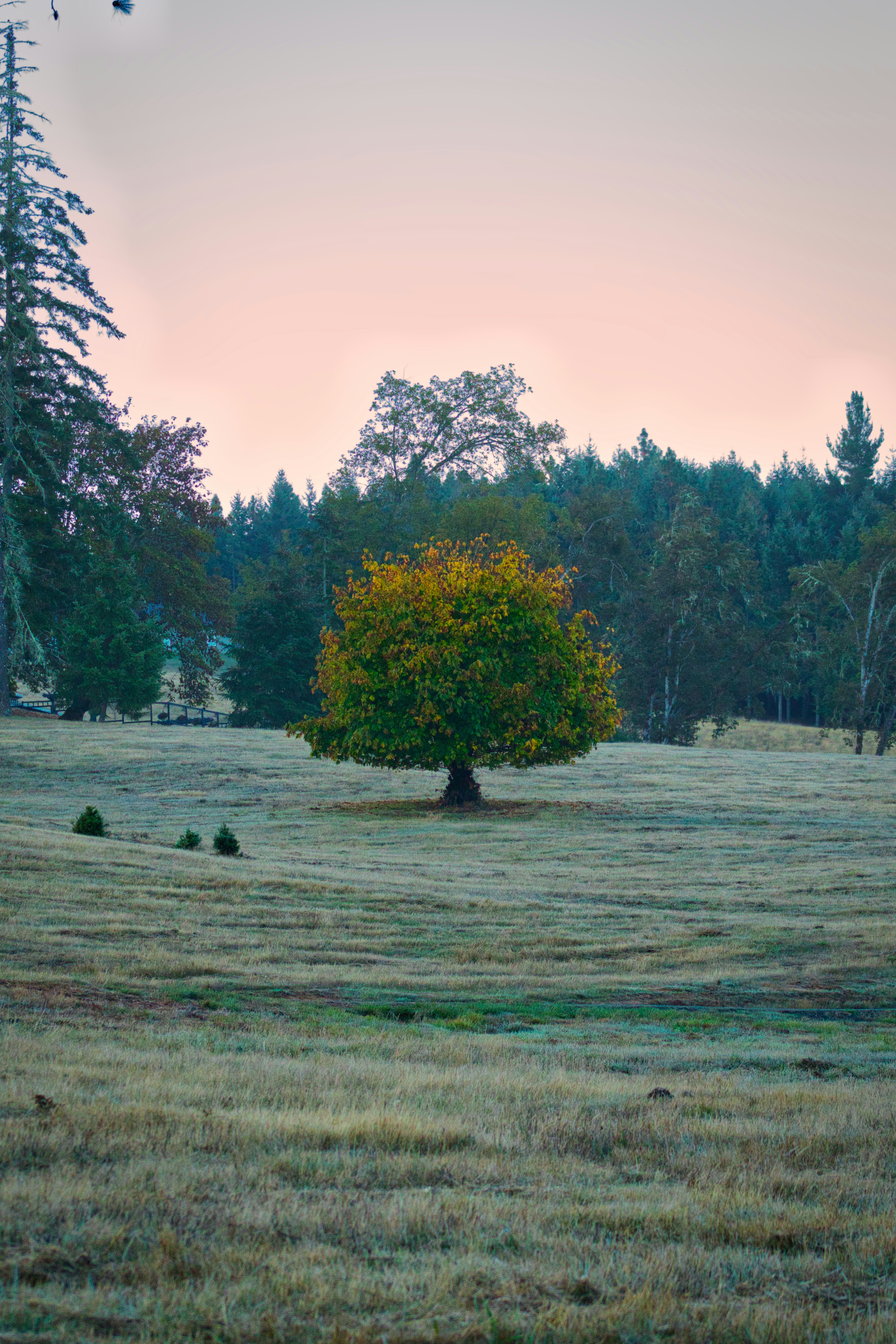 A lone tree stands in a grassy field with a line of pines in the background, bathed in a soft pink sky at dusk. This is a photographic landscape scene with natural elements.