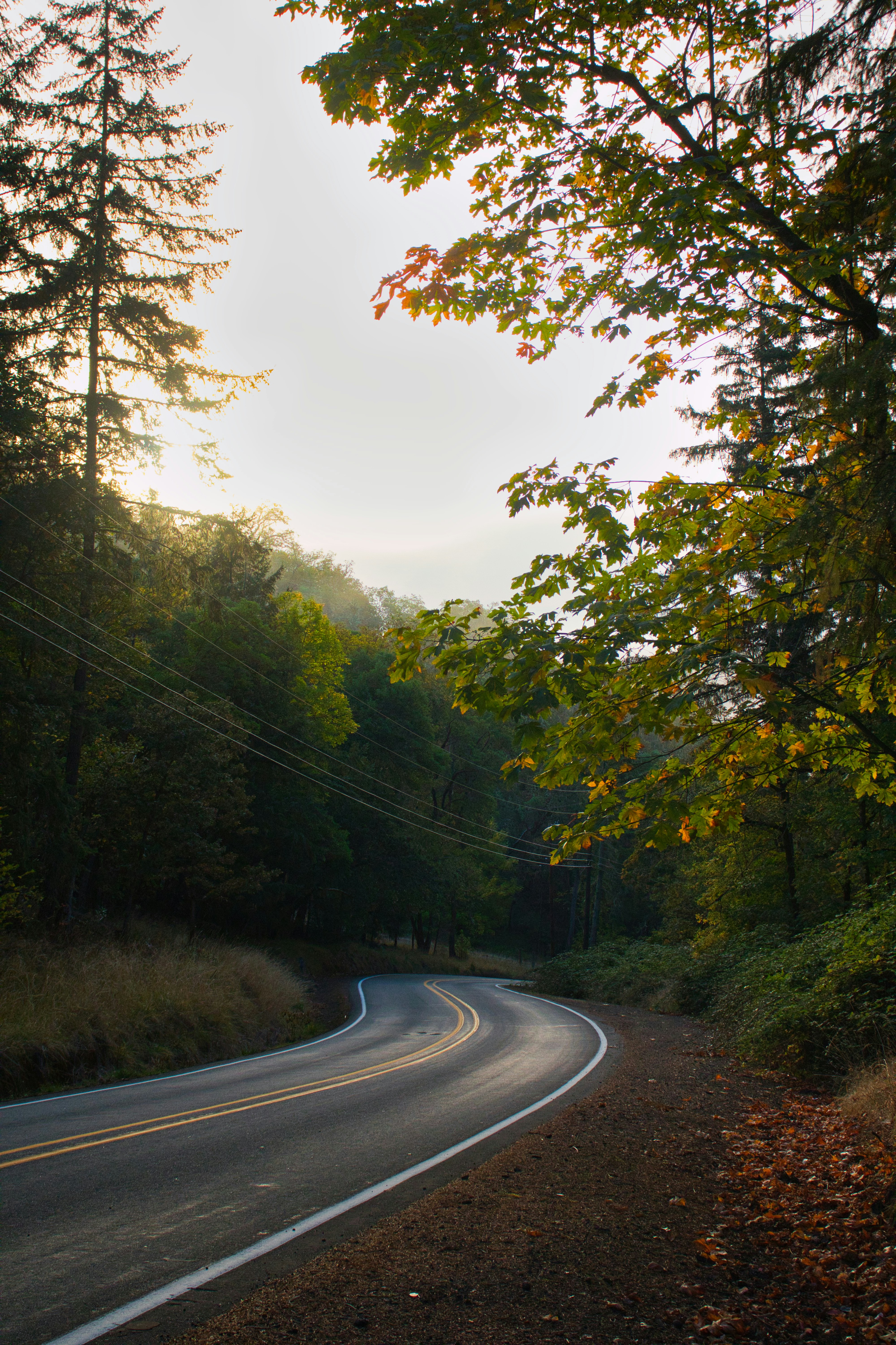 Winding Autumn Road Beneath a Canopy of Morning Light