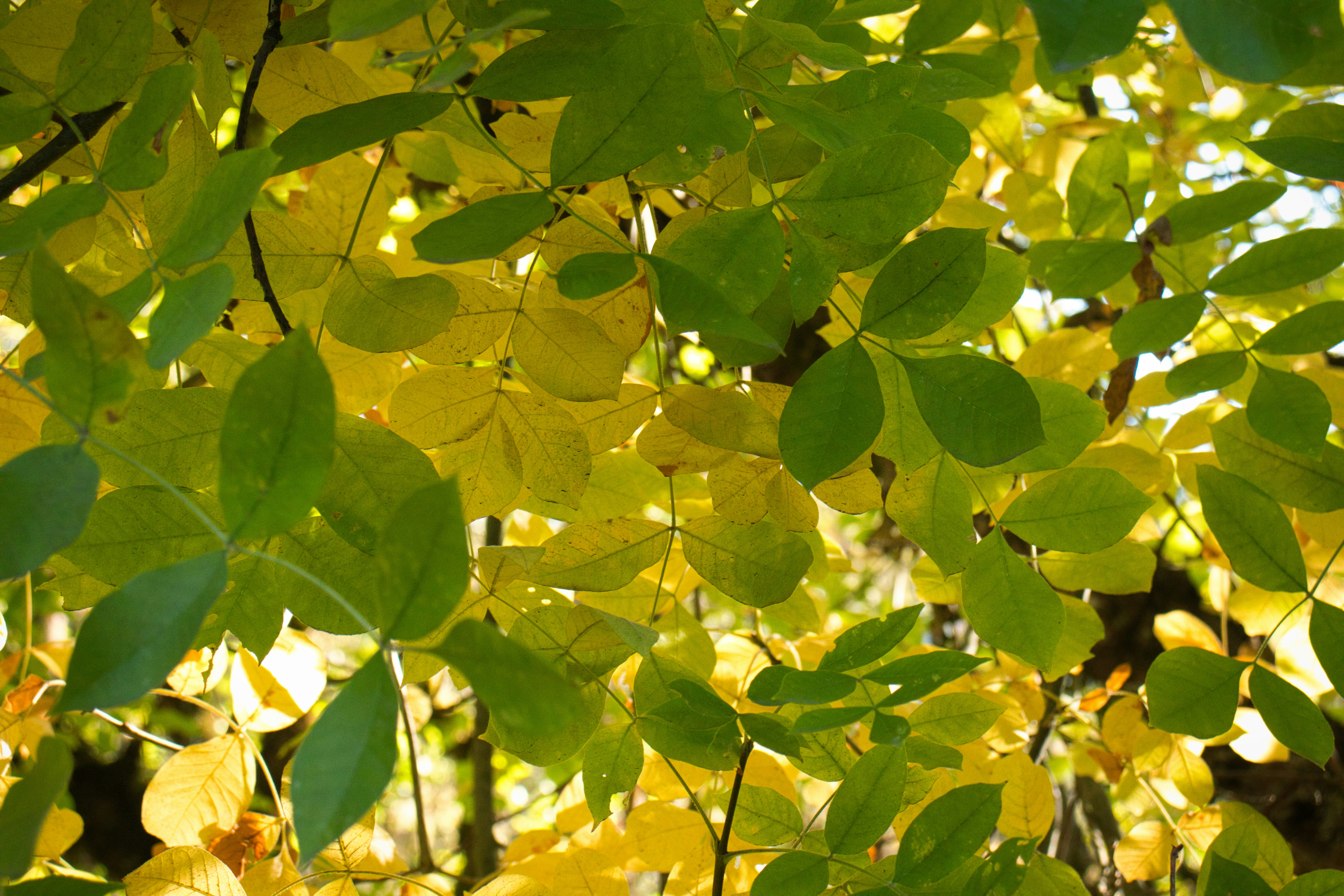 Sunlit Canopy: A Cascade of Autumn Leaves