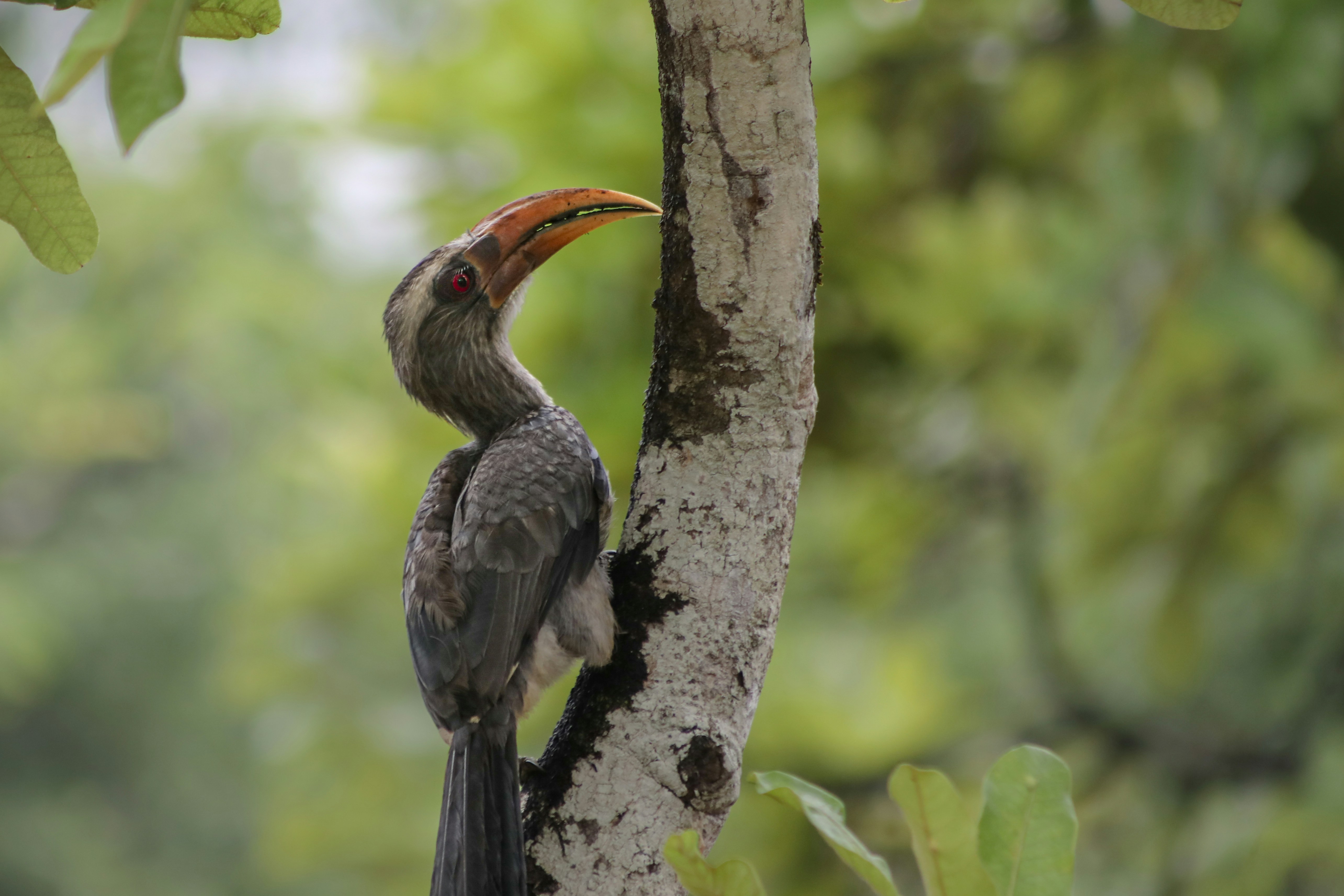The Sunlit Hornbill Claiming the Bark