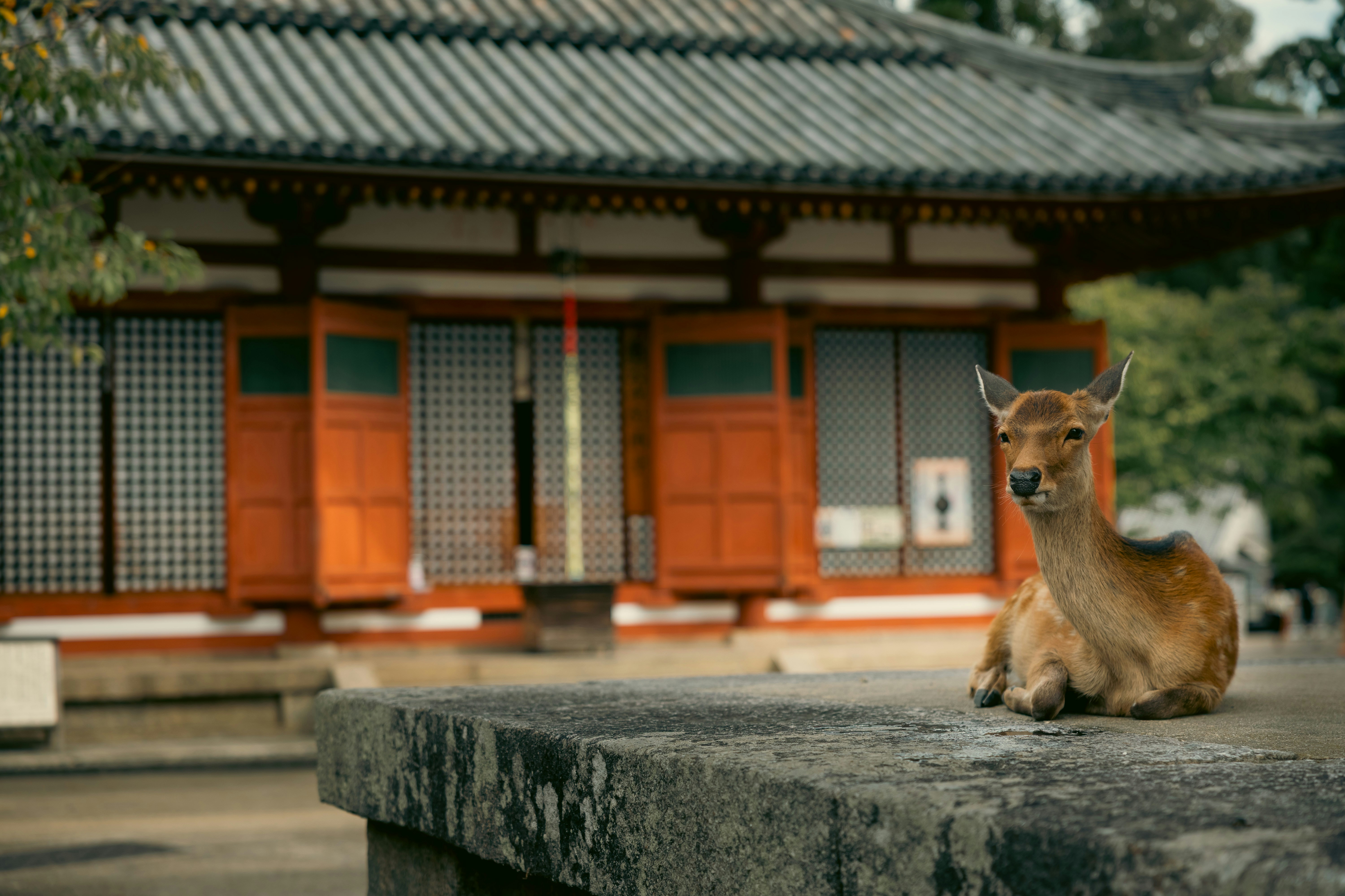 Deer at the temple edge: a quiet moment on the granite ledge