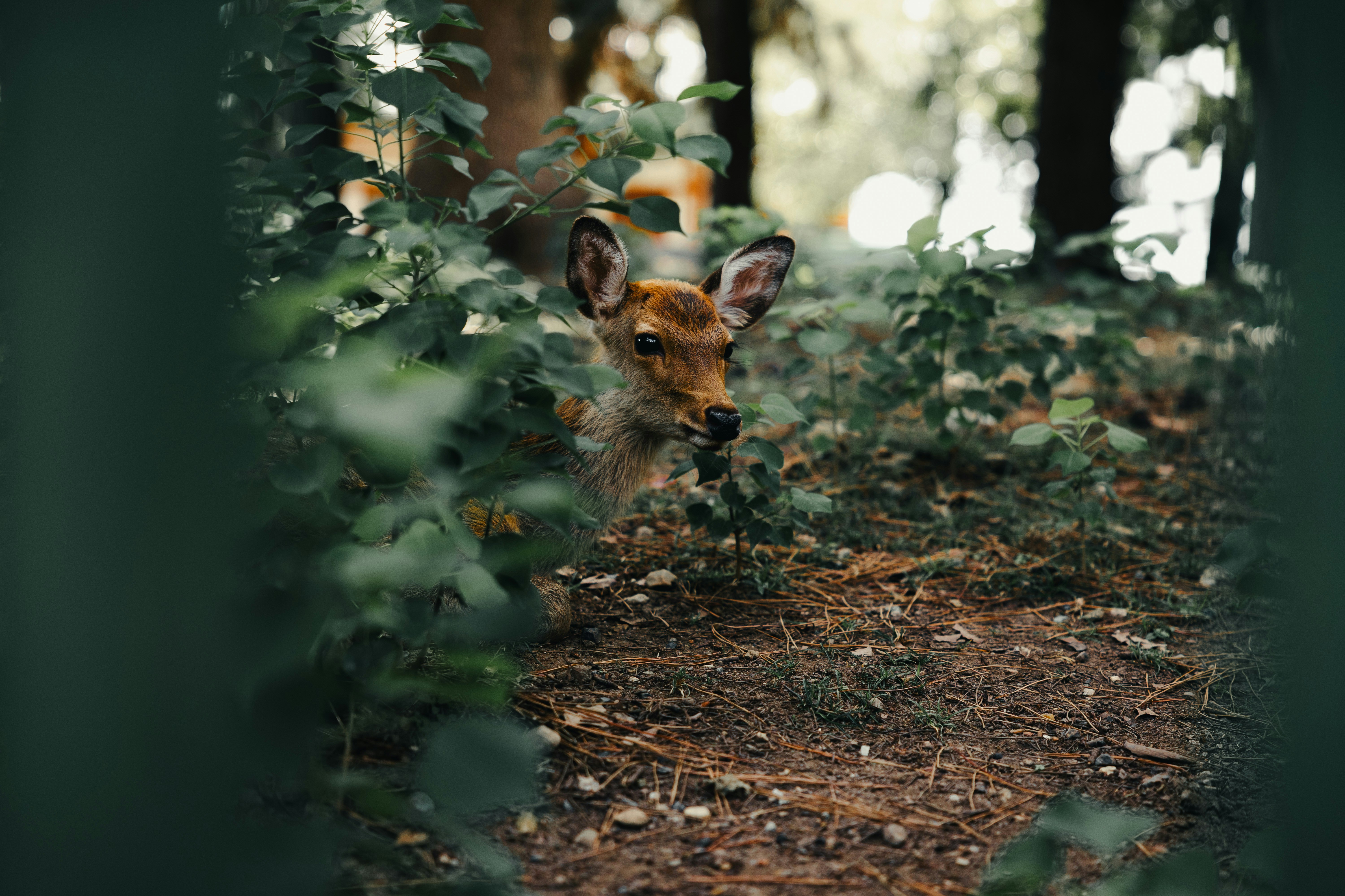 Hidden Hart: A Fawn's Gaze Through Forest Shadows