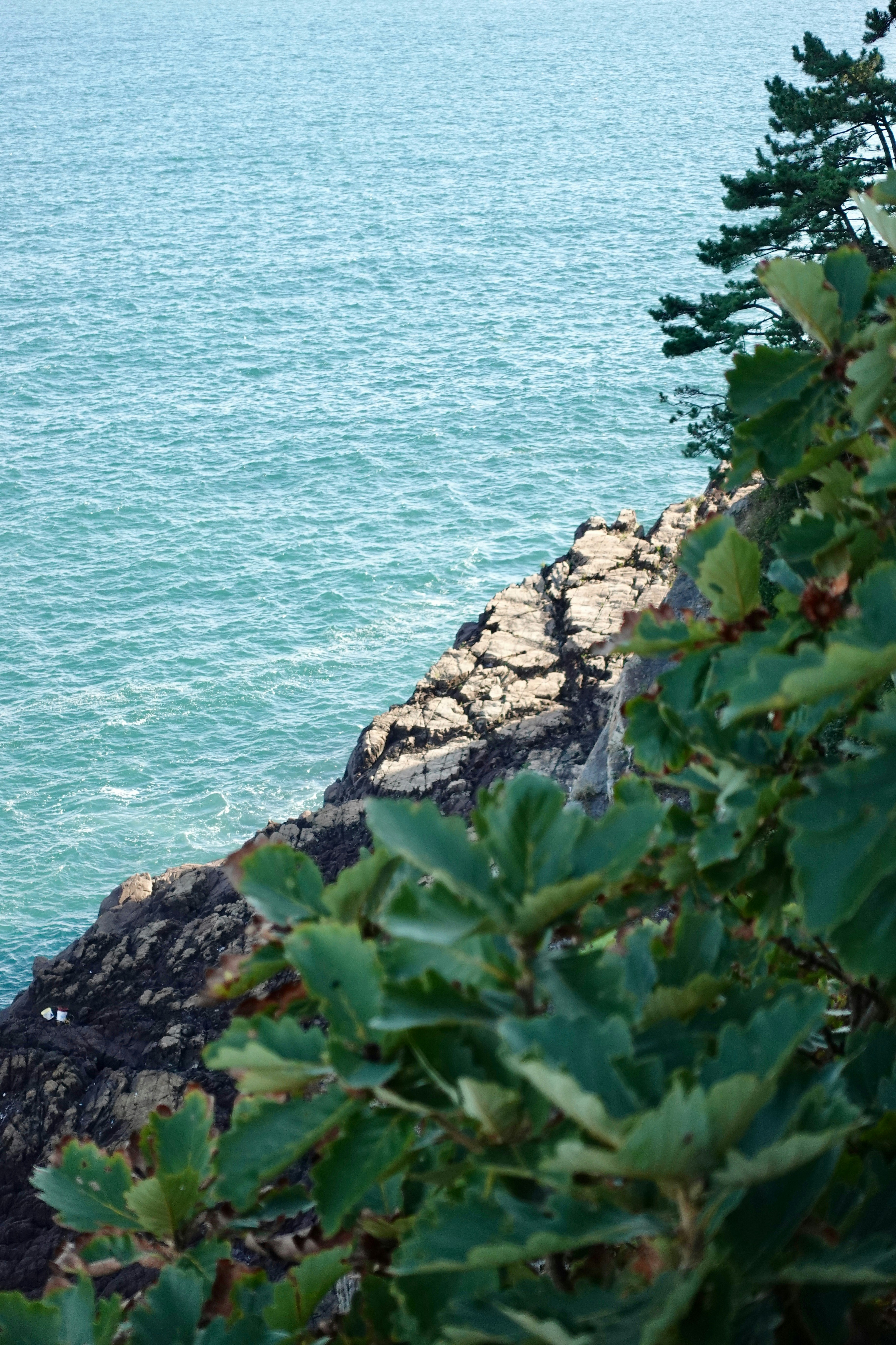 Cliff Horizon: Ocean Teal Meets Green Canopy