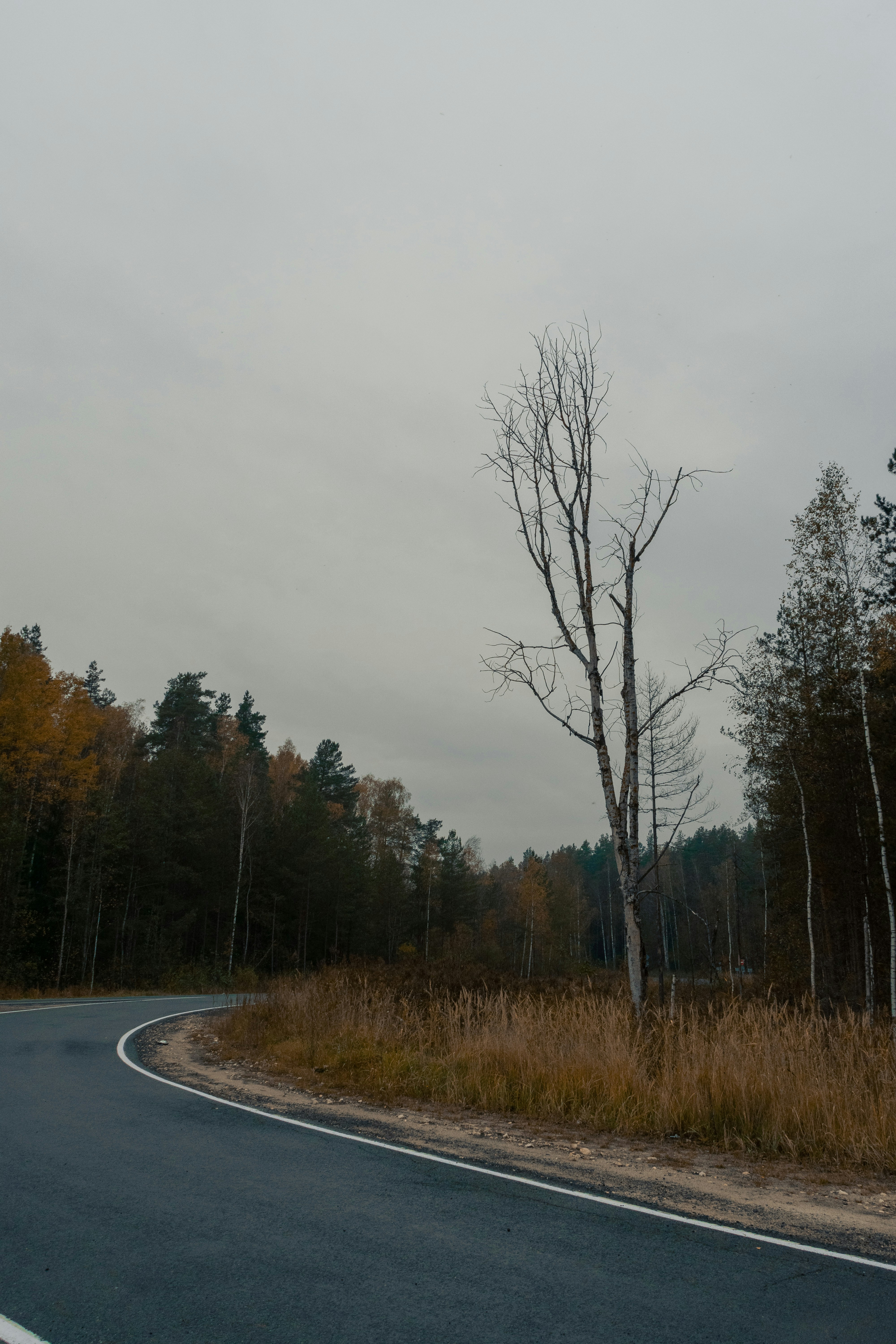 Curved Road to Quiet Pines