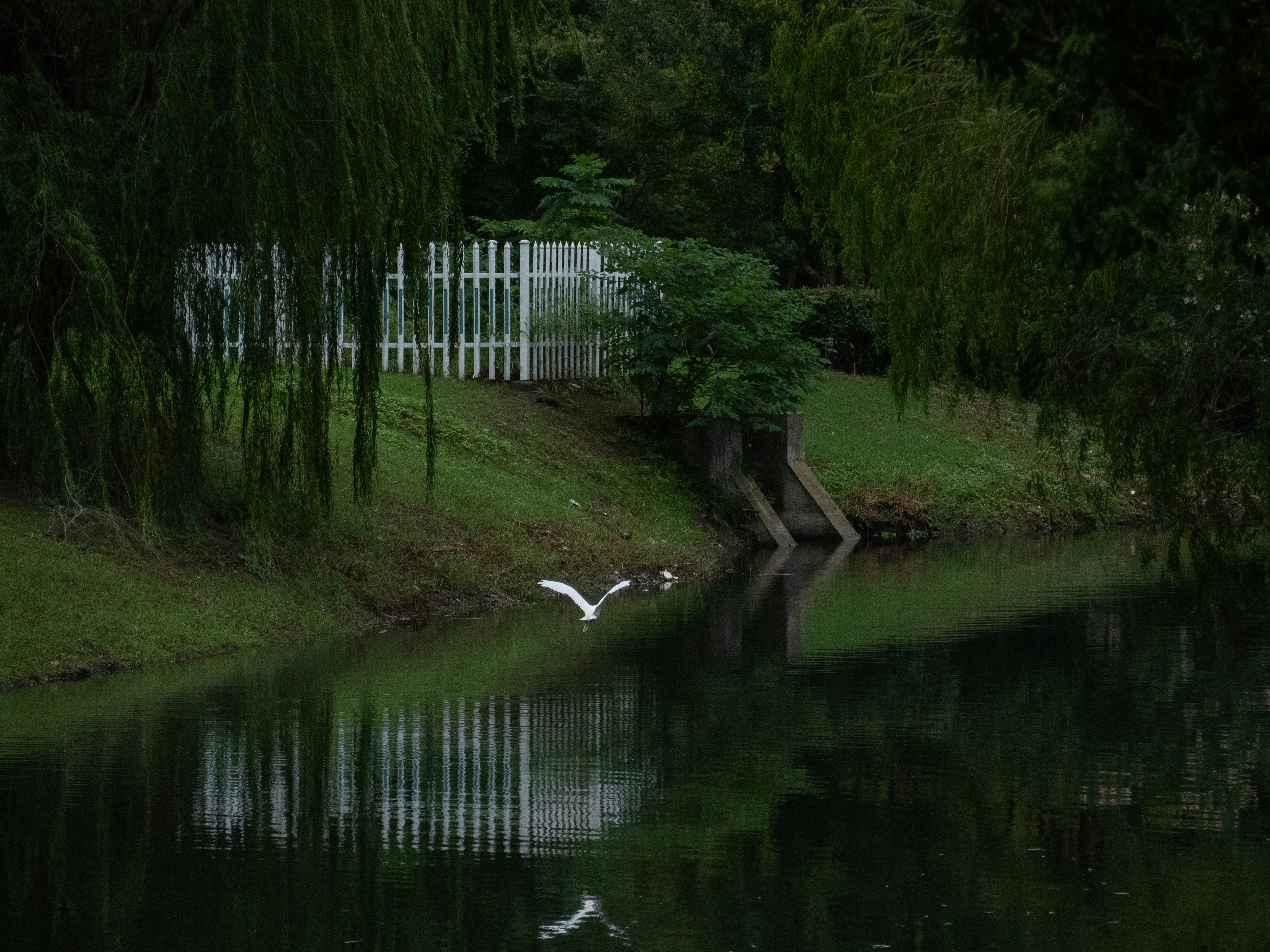 White Heron Over Quiet Canal