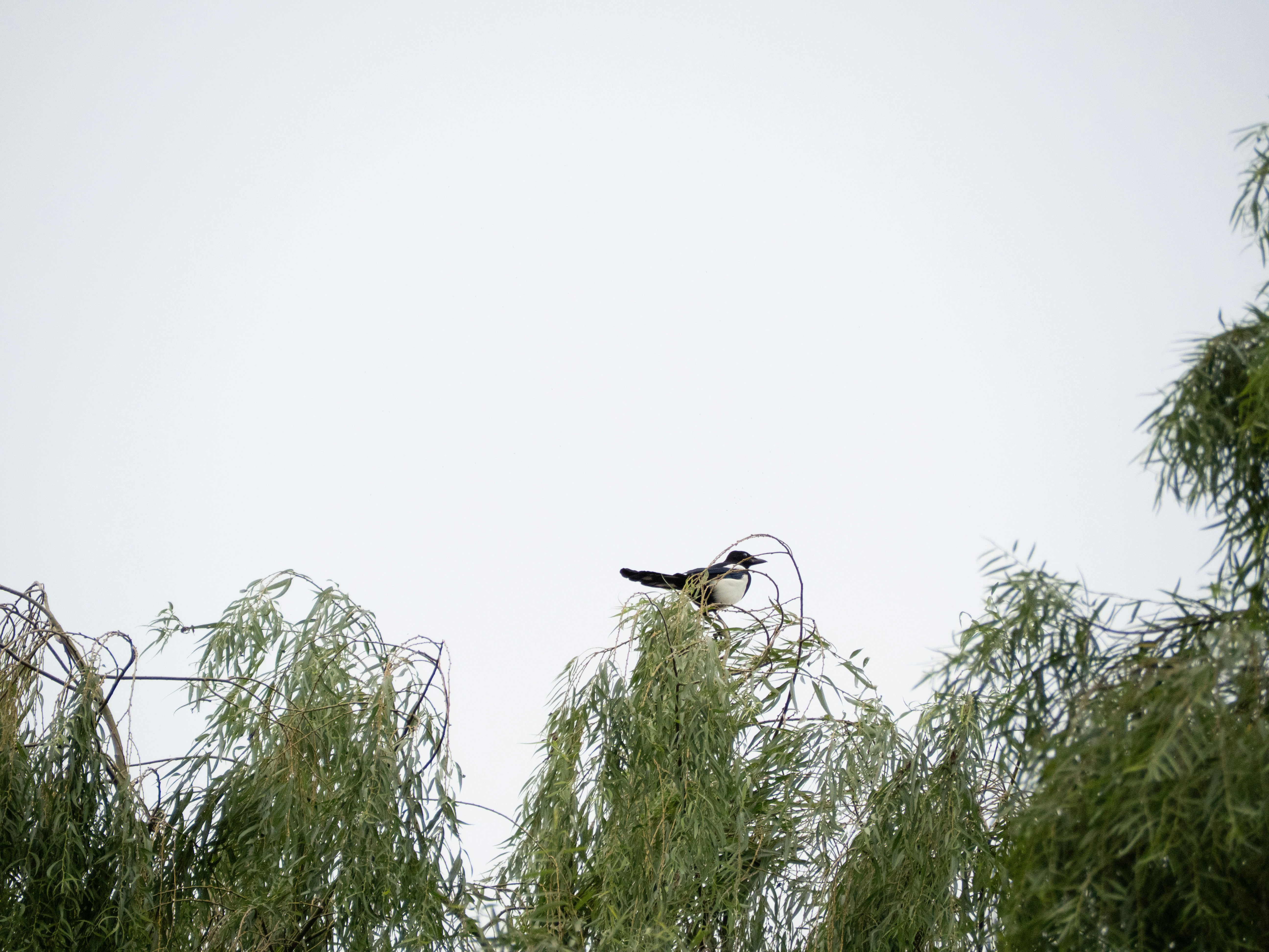 Bird on the Willow Crown