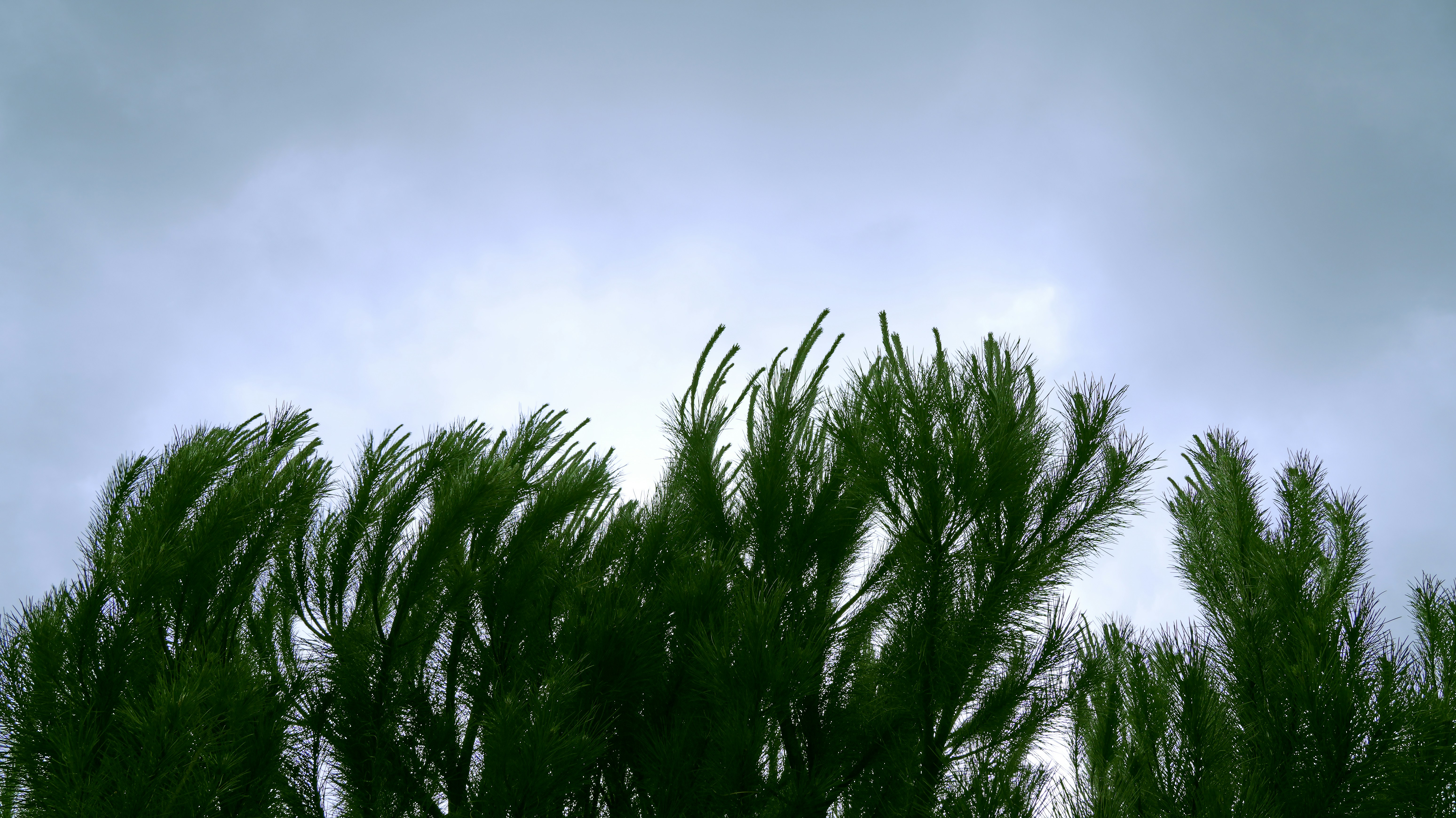 Wind-swept pine fronds bending in the breeze against a pale, clouded sky, capturing the motion of the moment.