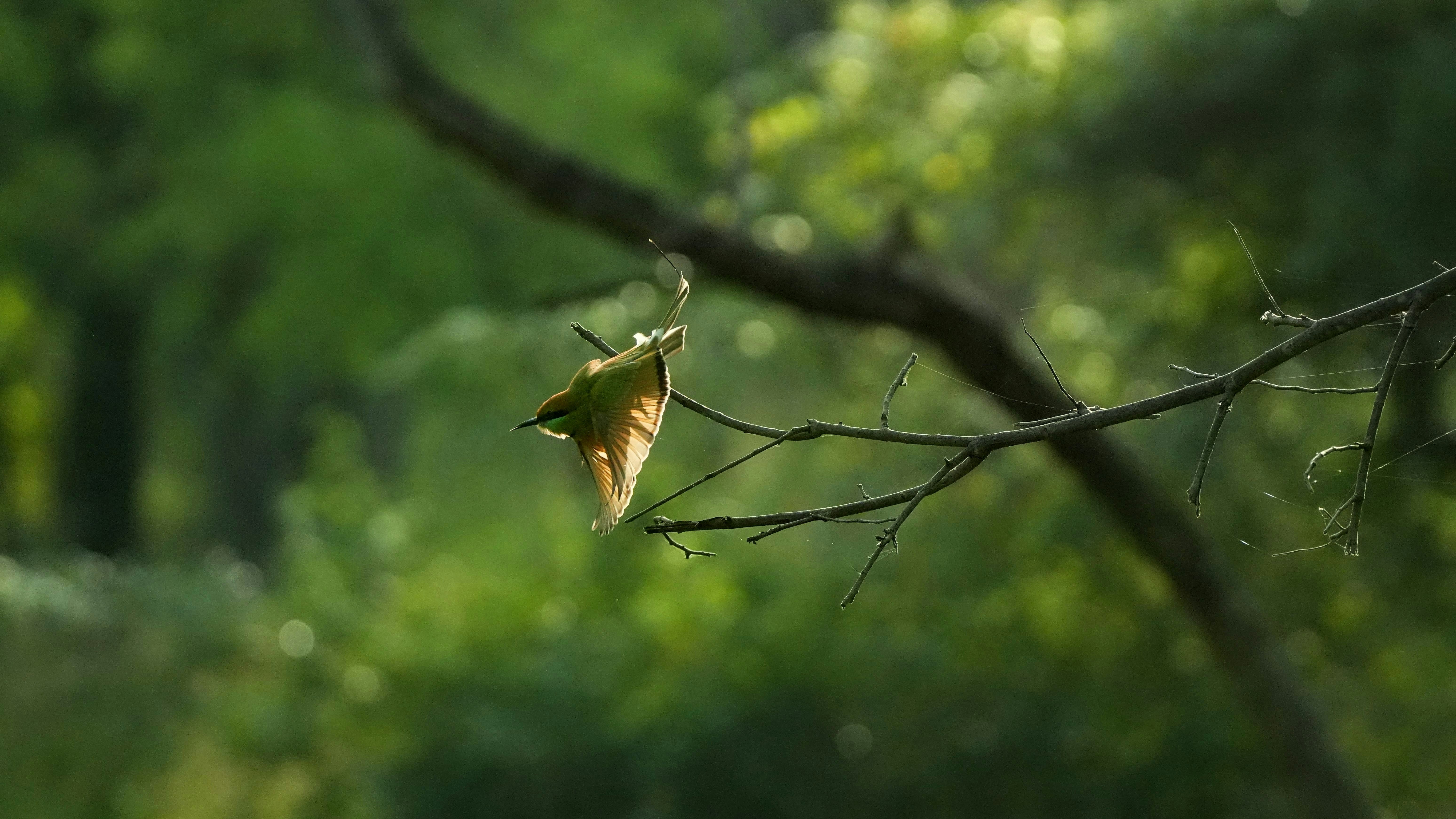 Leaf-tinged bat hanging from a branch in a sunlit forest clearing. Natural greens blur the background while the bat's silhouette anchors the scene; photograph captures a small, delicate creature in quiet stillness. Logo, none.