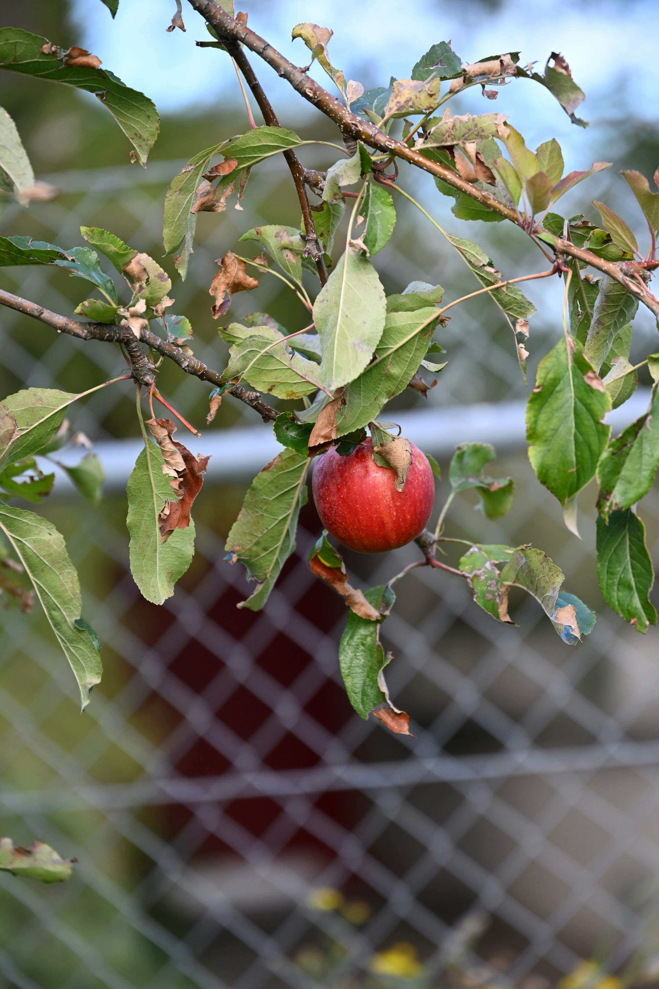 Red Apple in Focus: A Quiet Moment by the Chain-Link