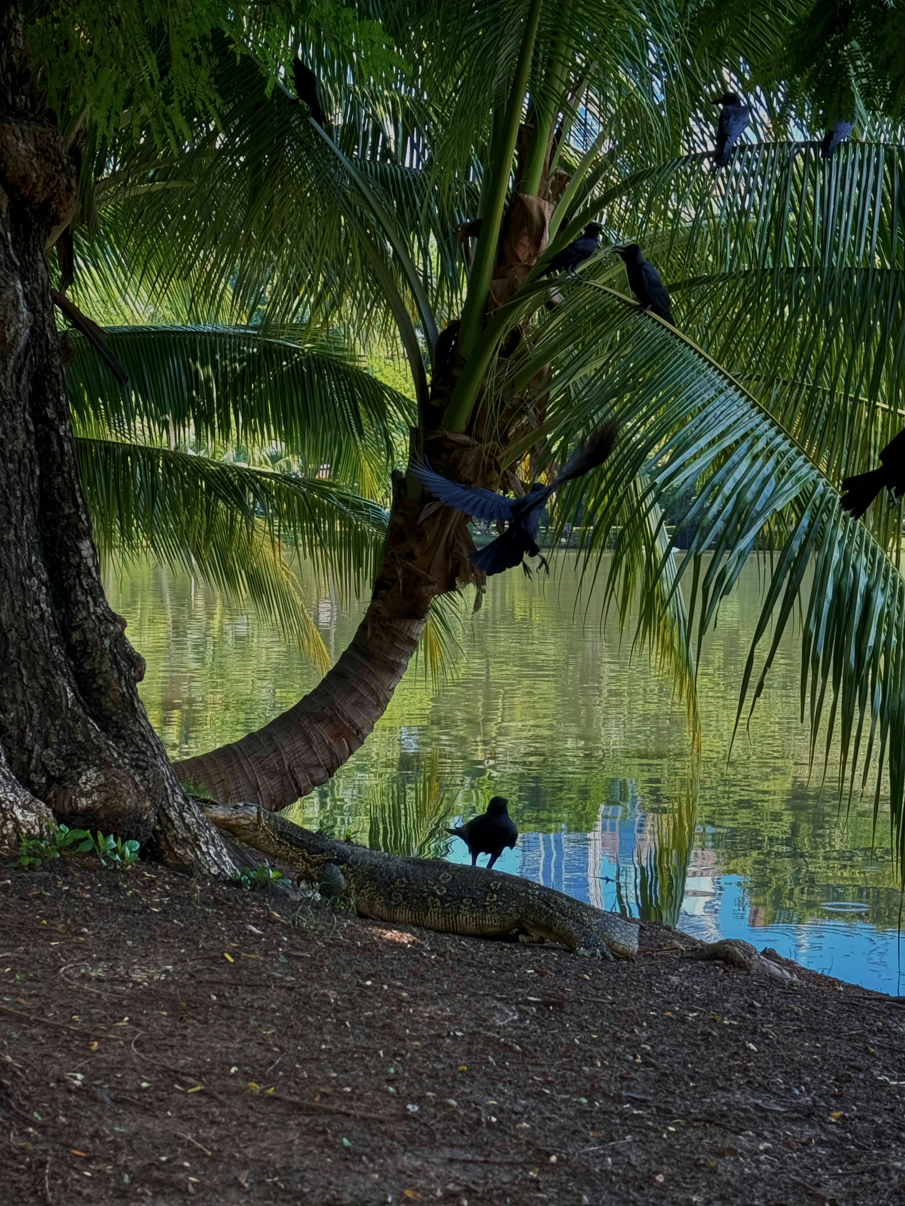 Tree-leaning Palm by Calm Lagoon