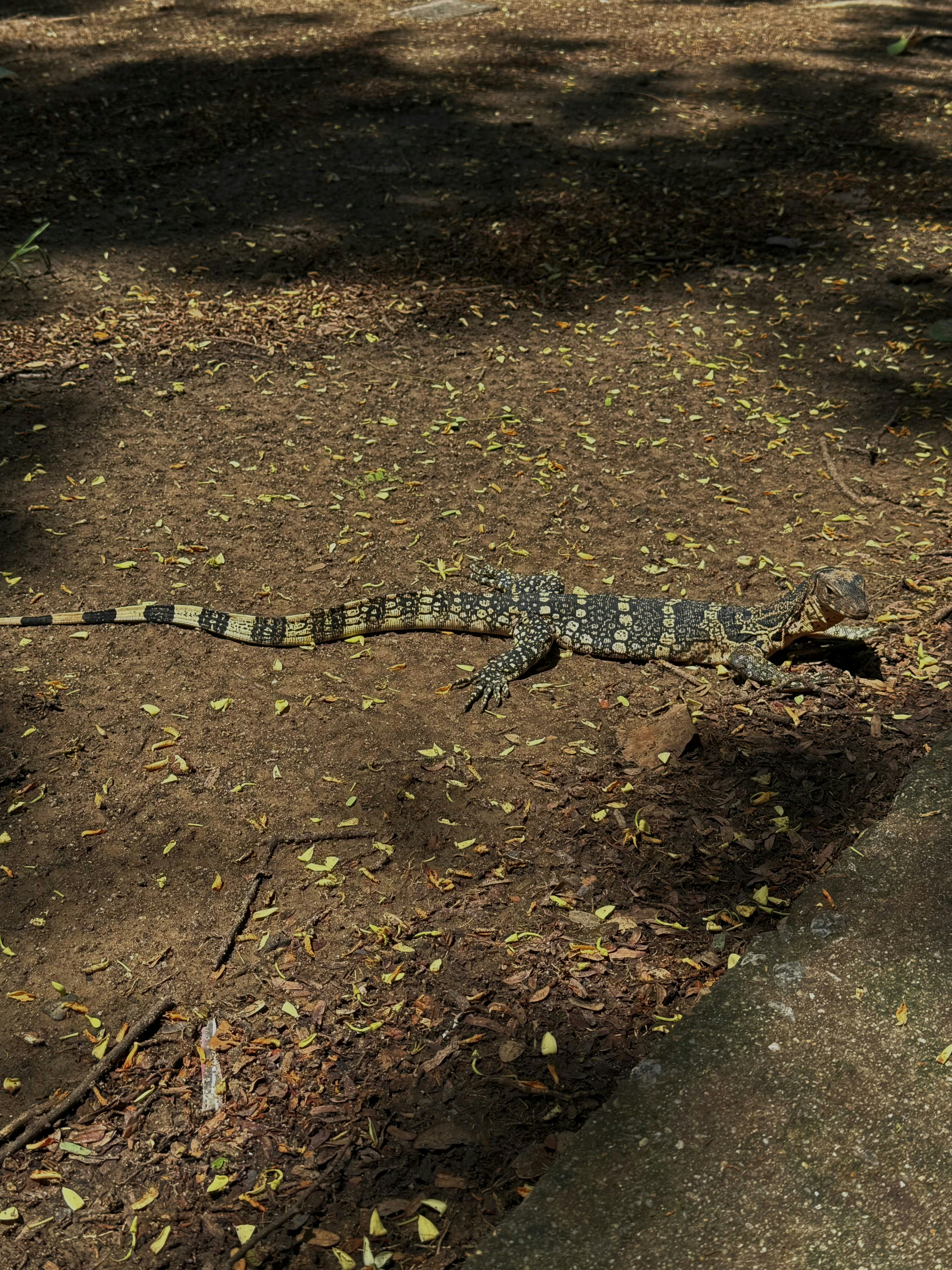 Emerald-scale Neighbor: A Corridor-view of a Crocodilian in Shade