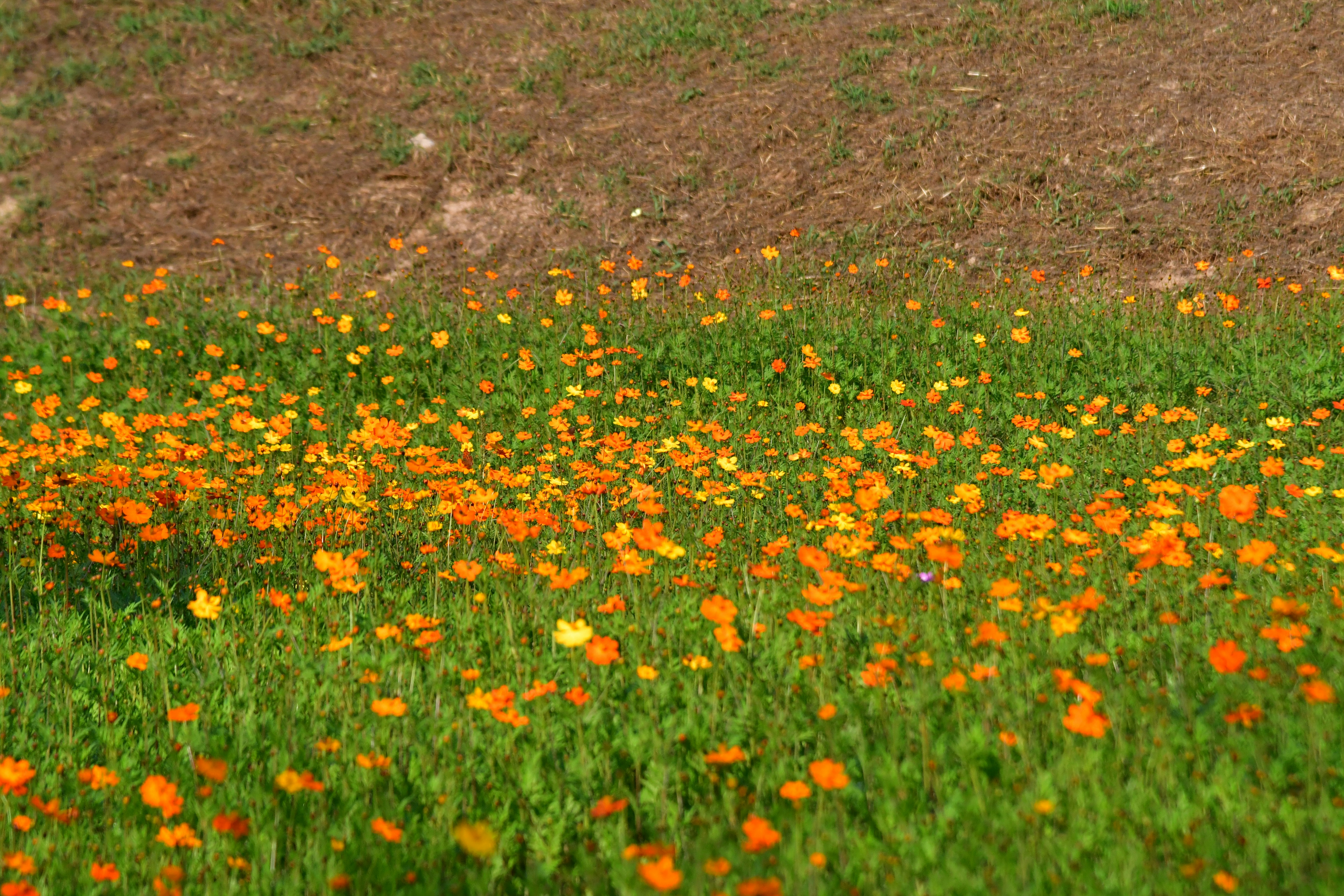 Sunlit Orange Meadow: A Field of Spring Bloom