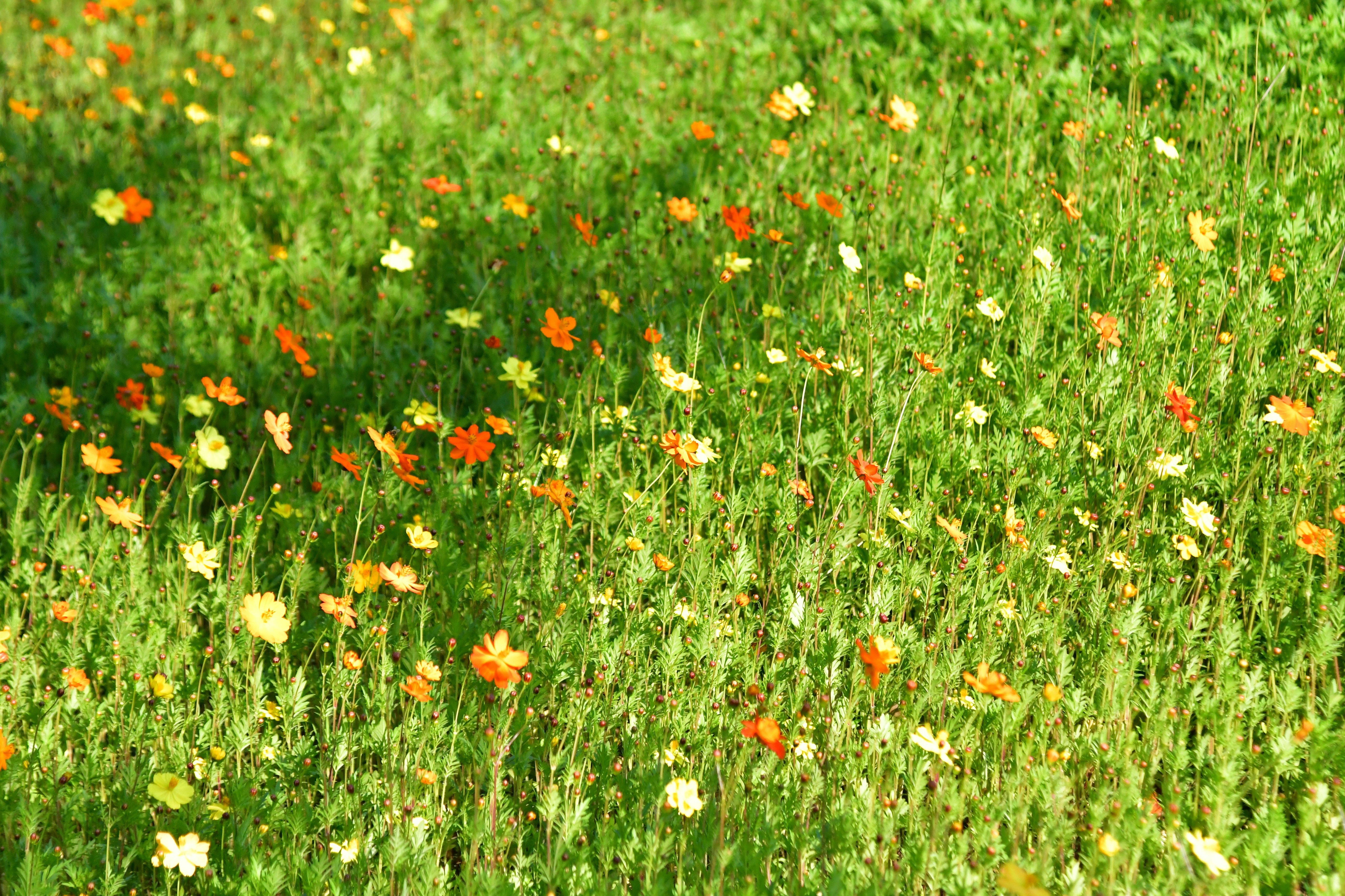Field of Amber and Emerald Blossoms