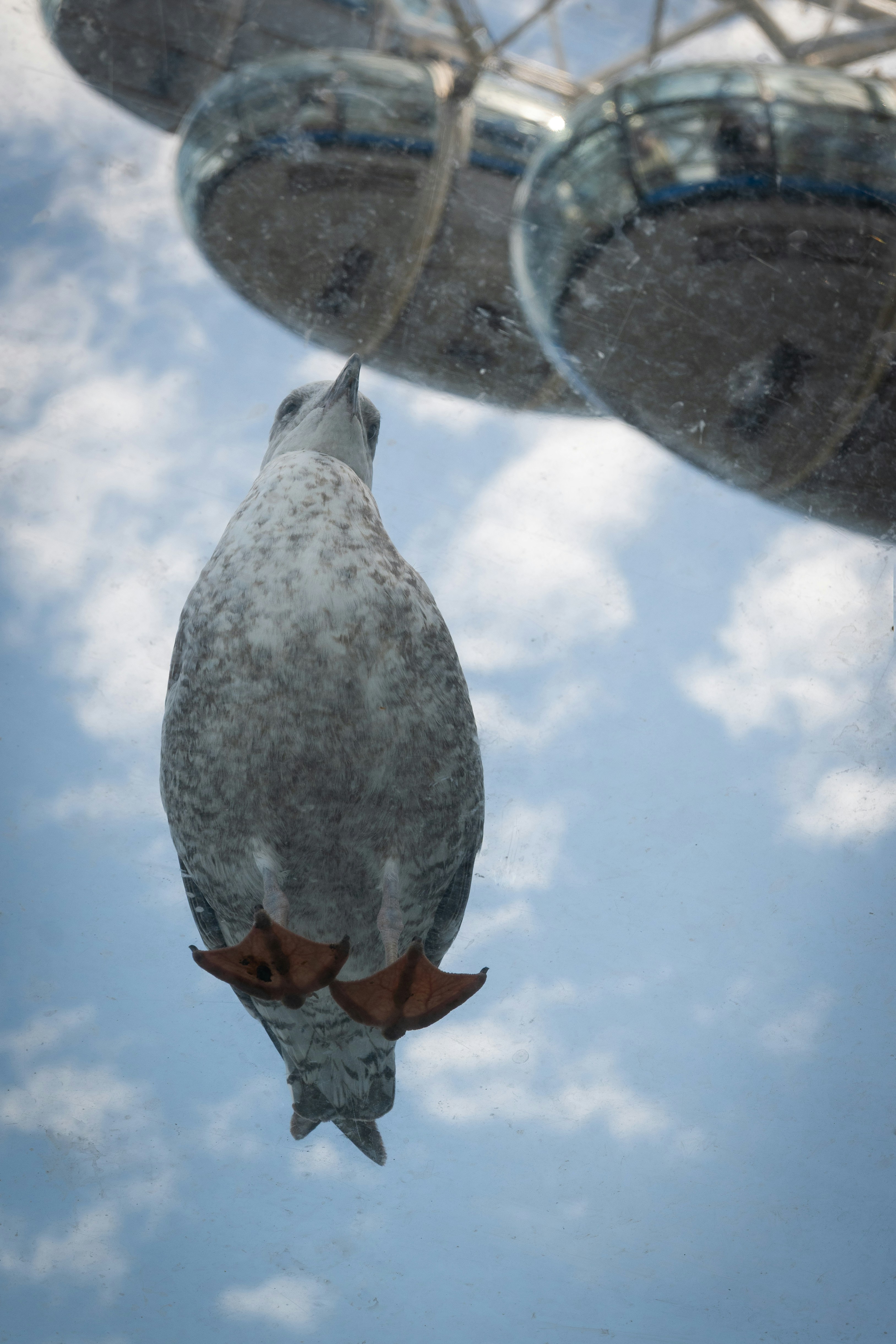 Upside-Down Gulliver: A Gull-Like Seal Floating in a Glassy Reflection