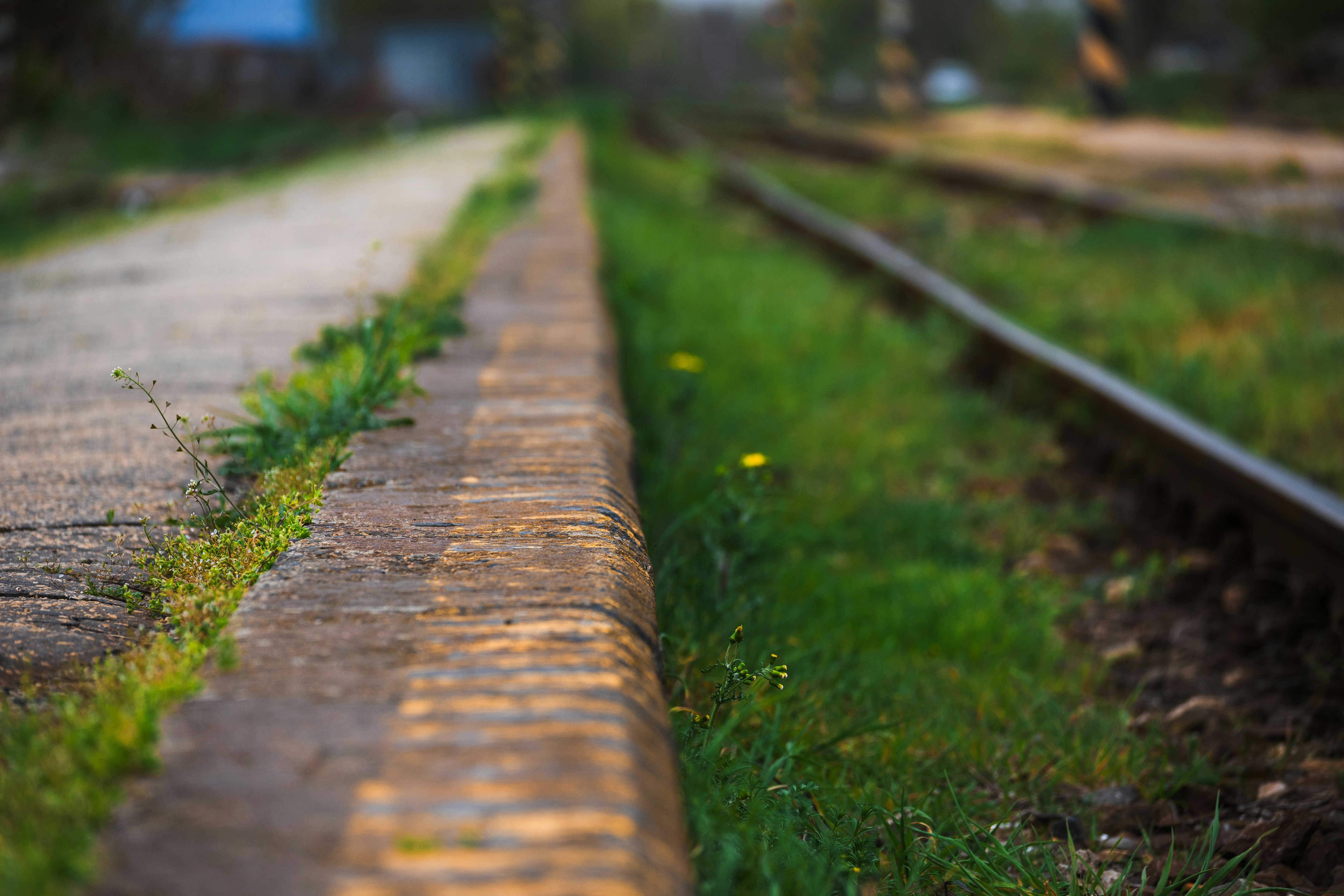 Weed-Edge Tracks: Sunlit Concrete Verge by Abandoned Rails