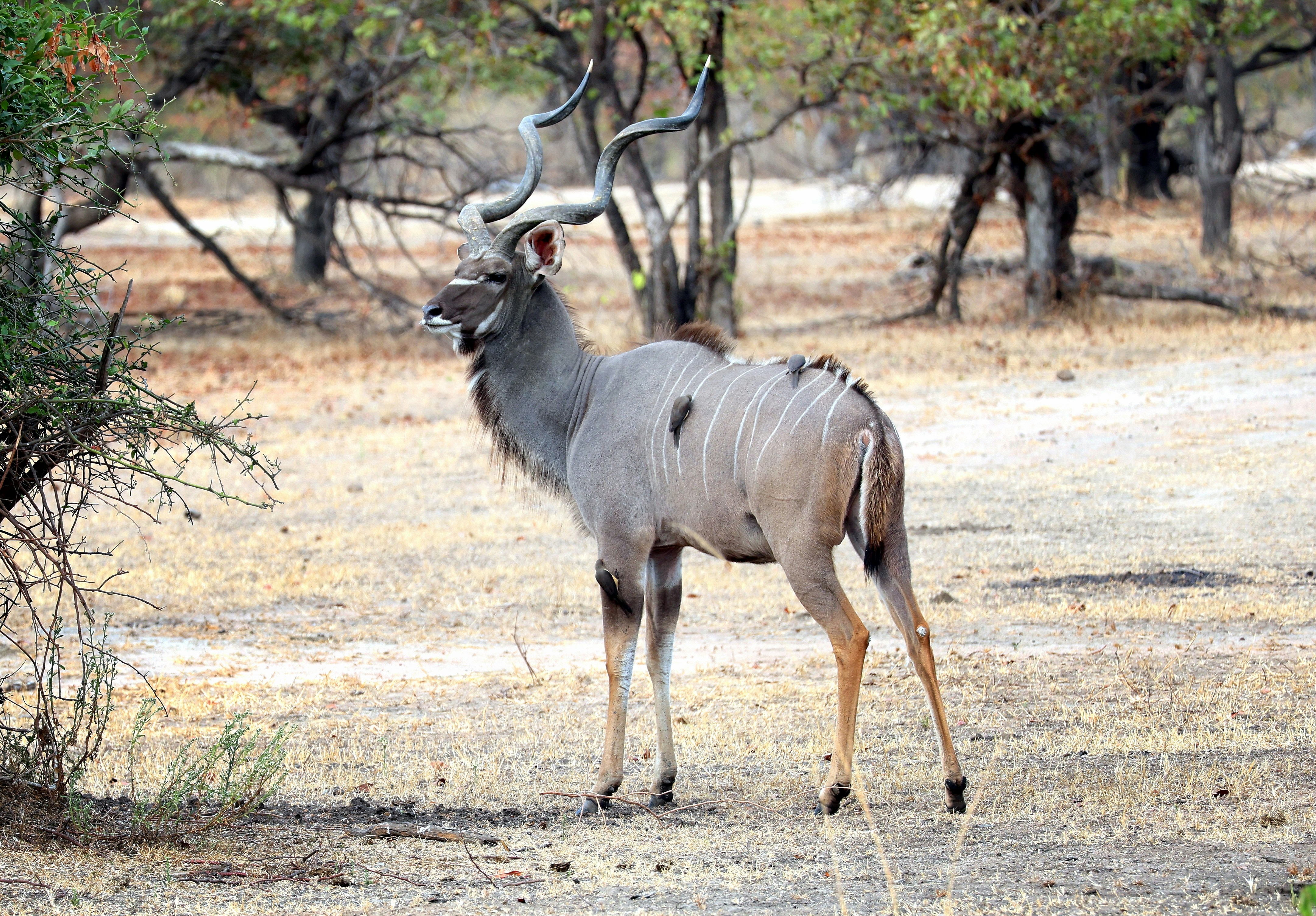 Antlered Sentinel in Dappled Plains
