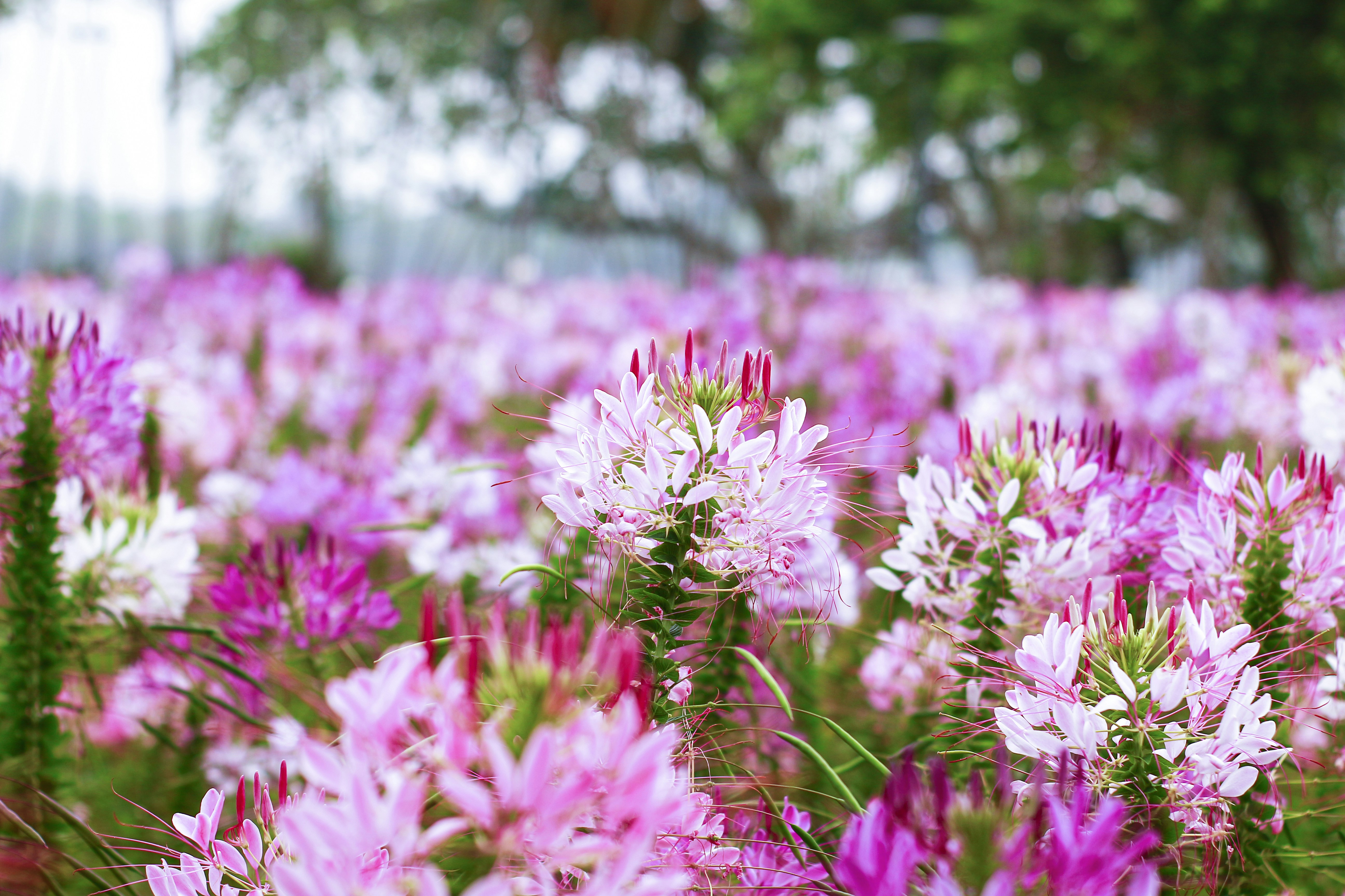 Field of Pink Vaults: A Sea of Lupines Under Soft Summer Light