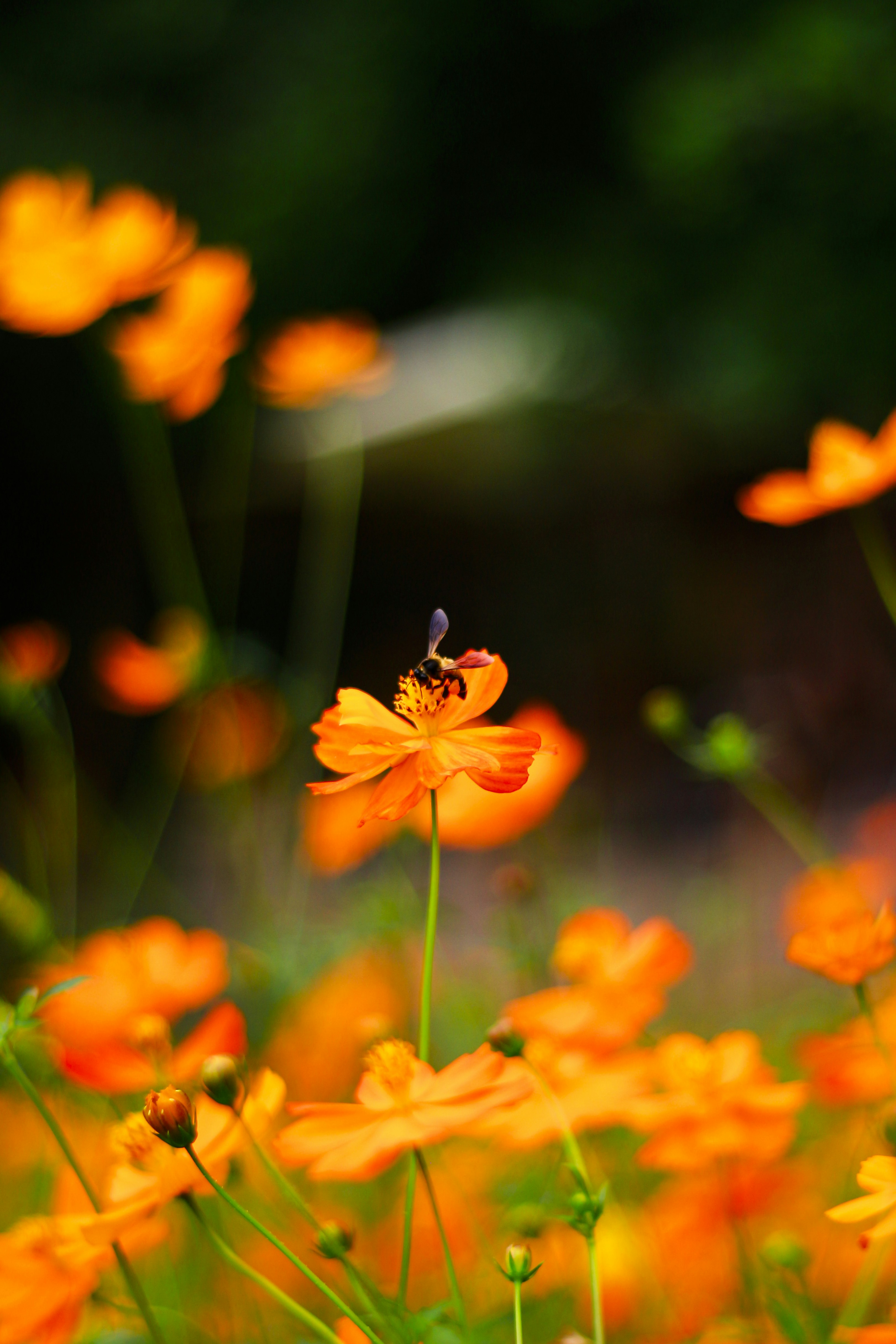 Bright orange flowers fill a shallow depth of field field with a single central bloom in focus and a bee on its petal; a warm garden scene with blurred background. This is a natural photograph.