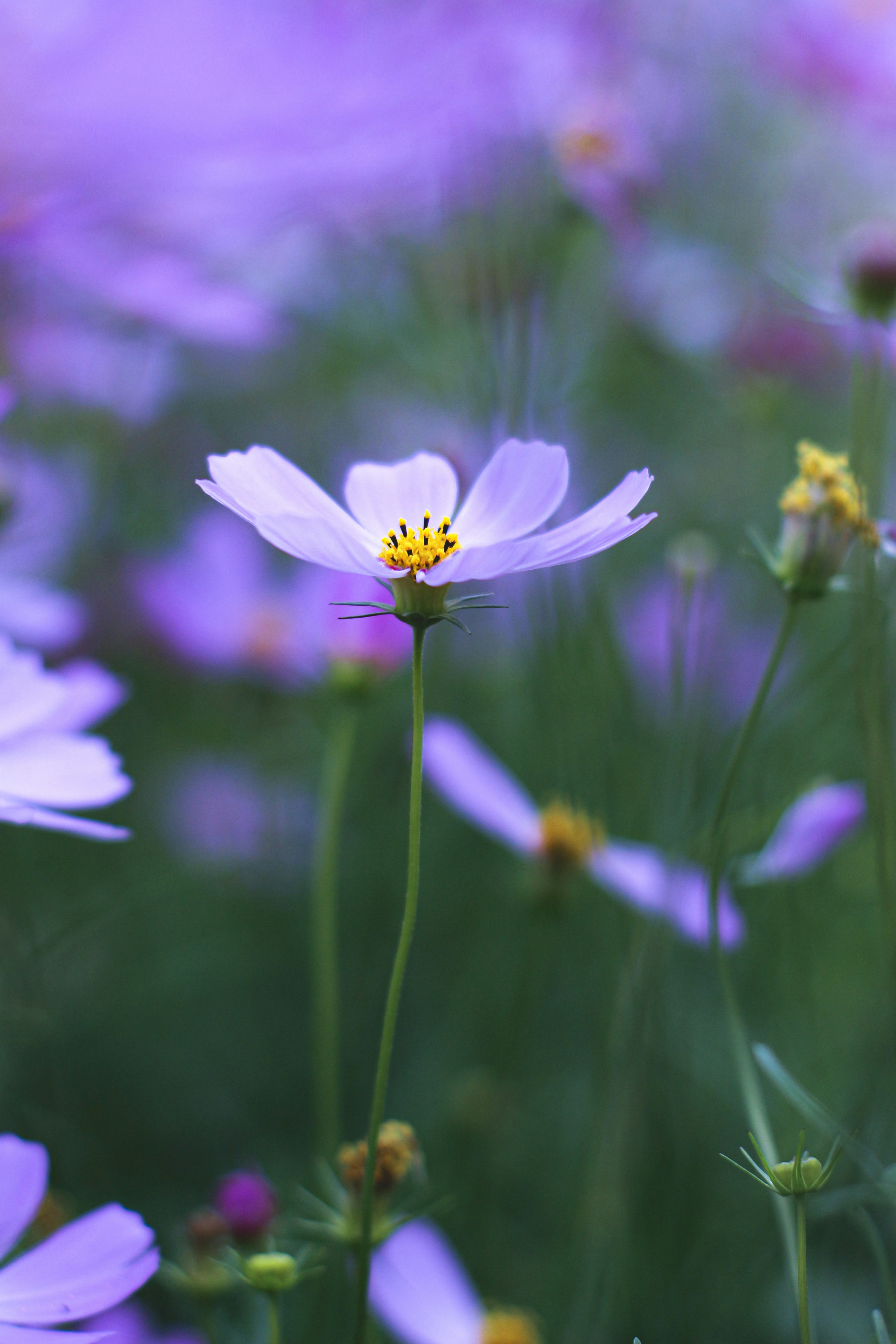 Central Cosmos: A lone lavender bloom in a sea of soft purple petals