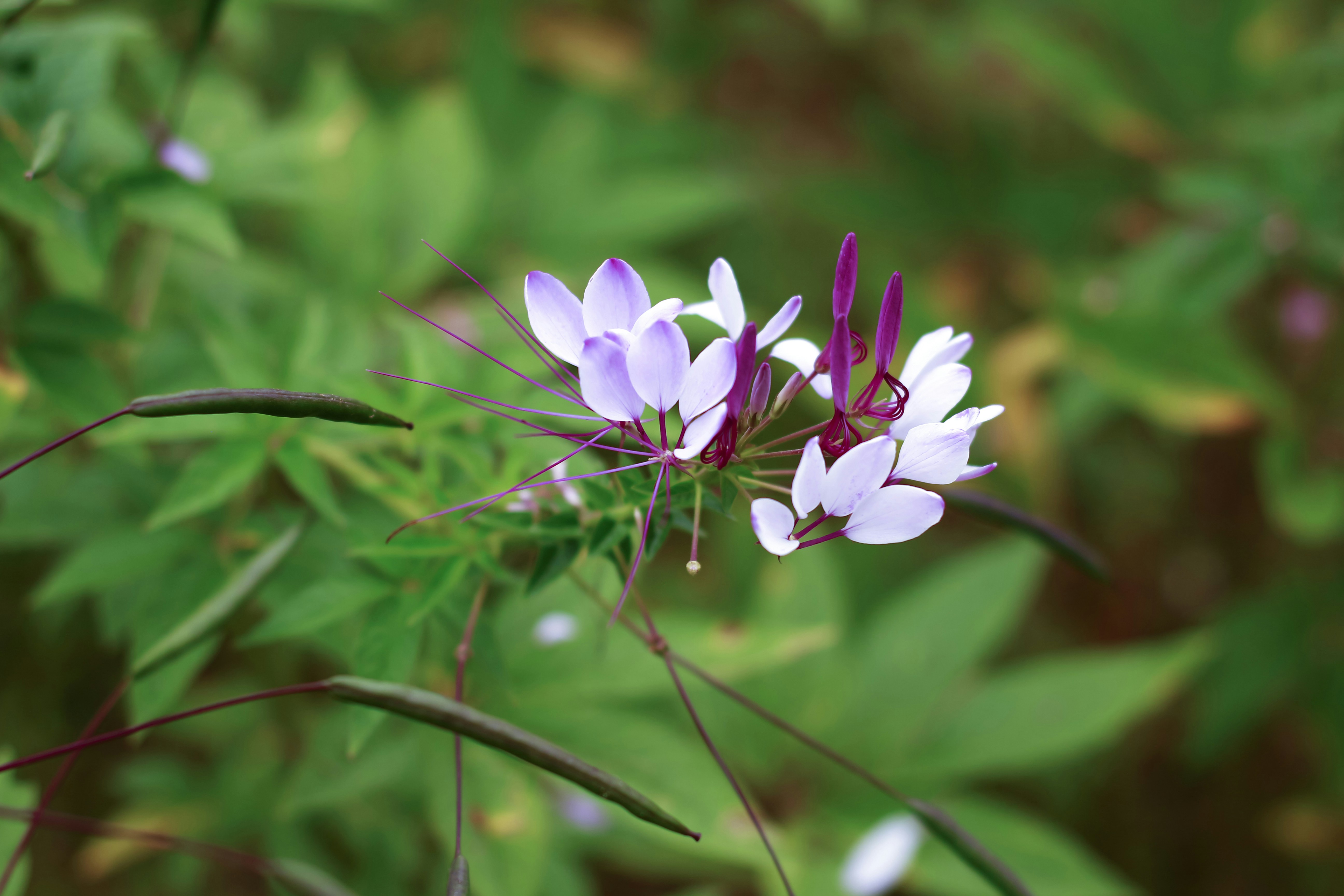 Lilac cluster in a tangle of tendrils: a fragile focal bloom