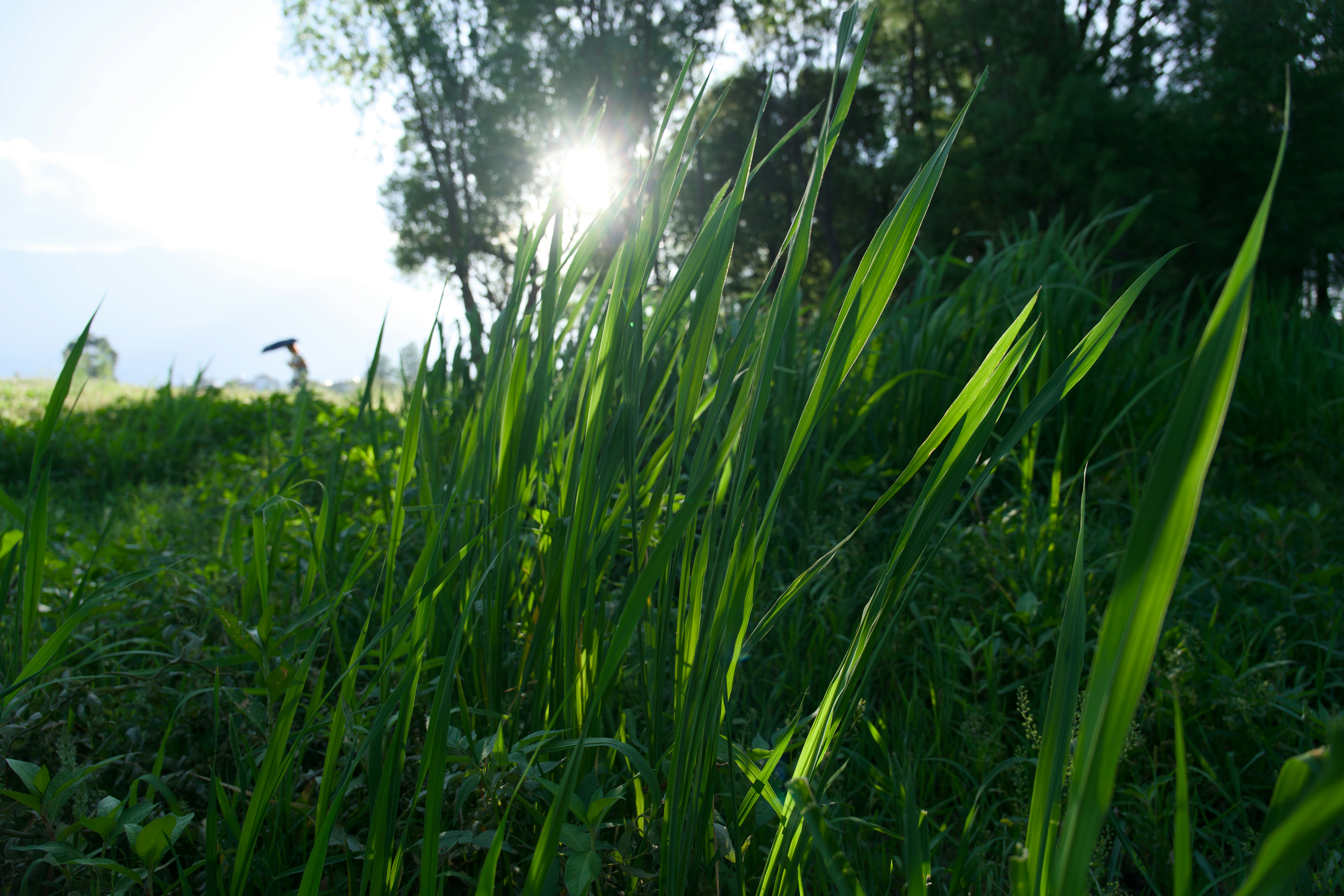 Close-up of sunlit grass blades in a meadow with a bright background and a distant tree line, emphasizing texture and depth.