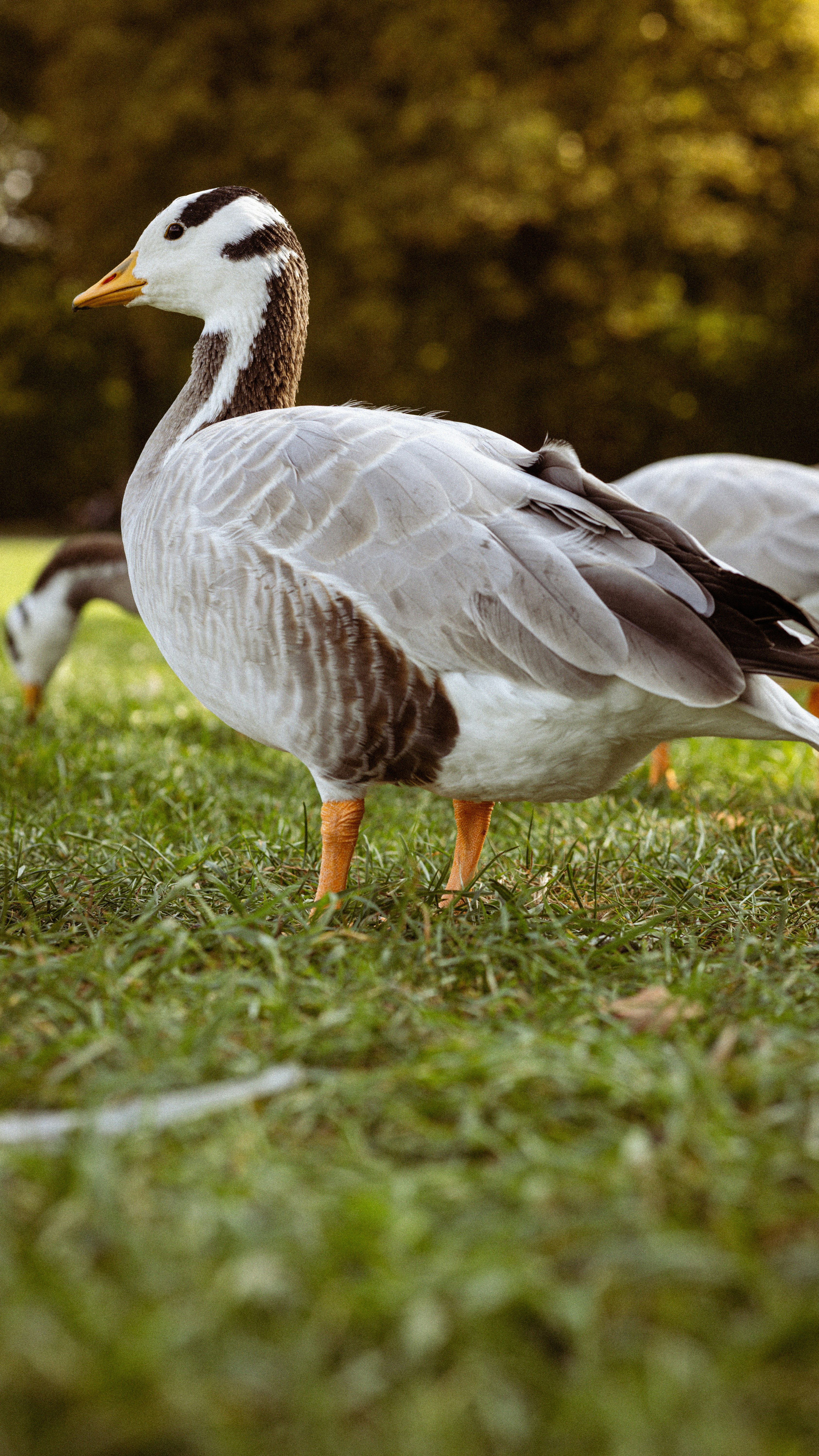 Gentle Goose in Focus: Portrait of a Feathered Resident on the Park Lawn