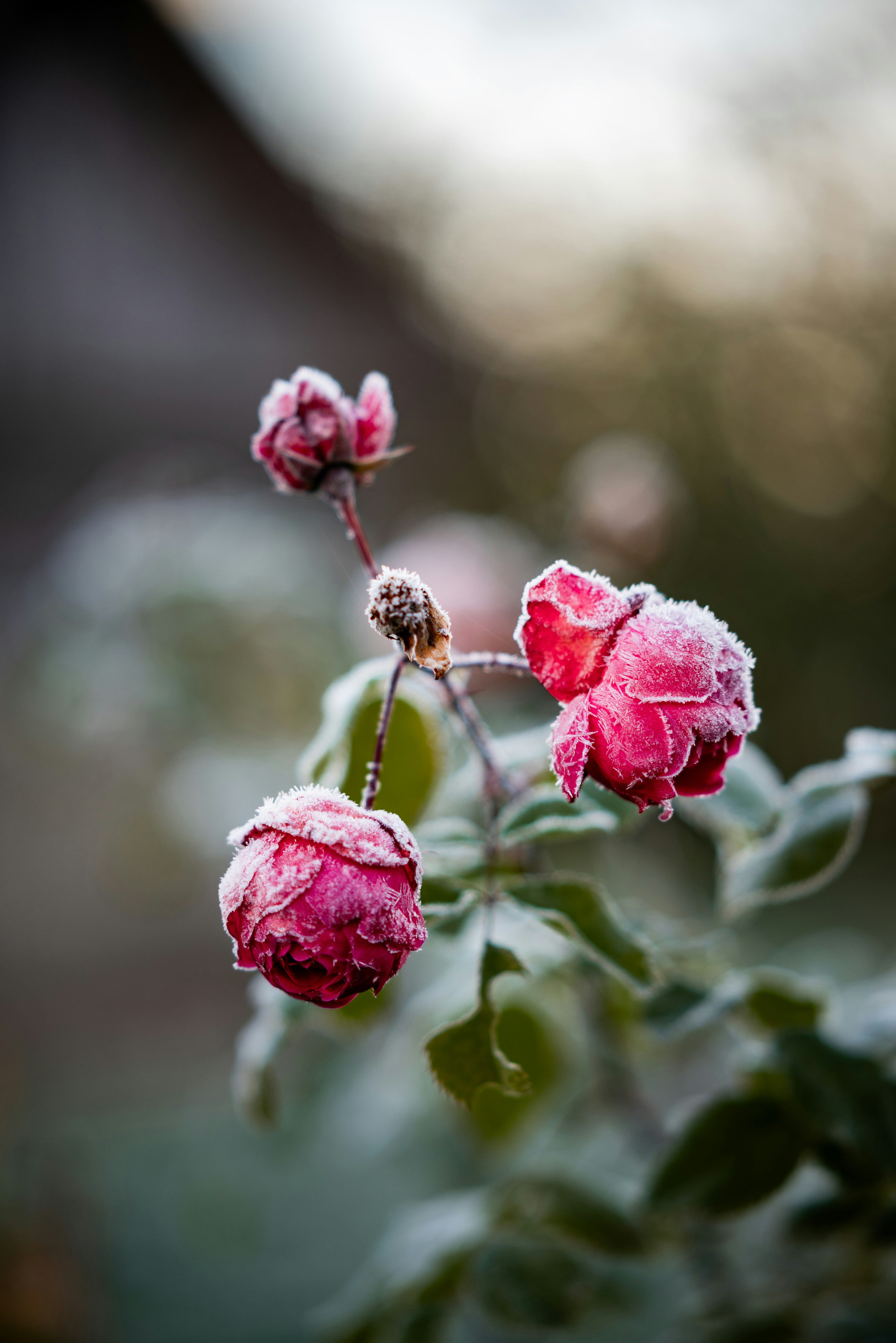 Frost-kissed Rose Buds: A Quiet Winter Moment