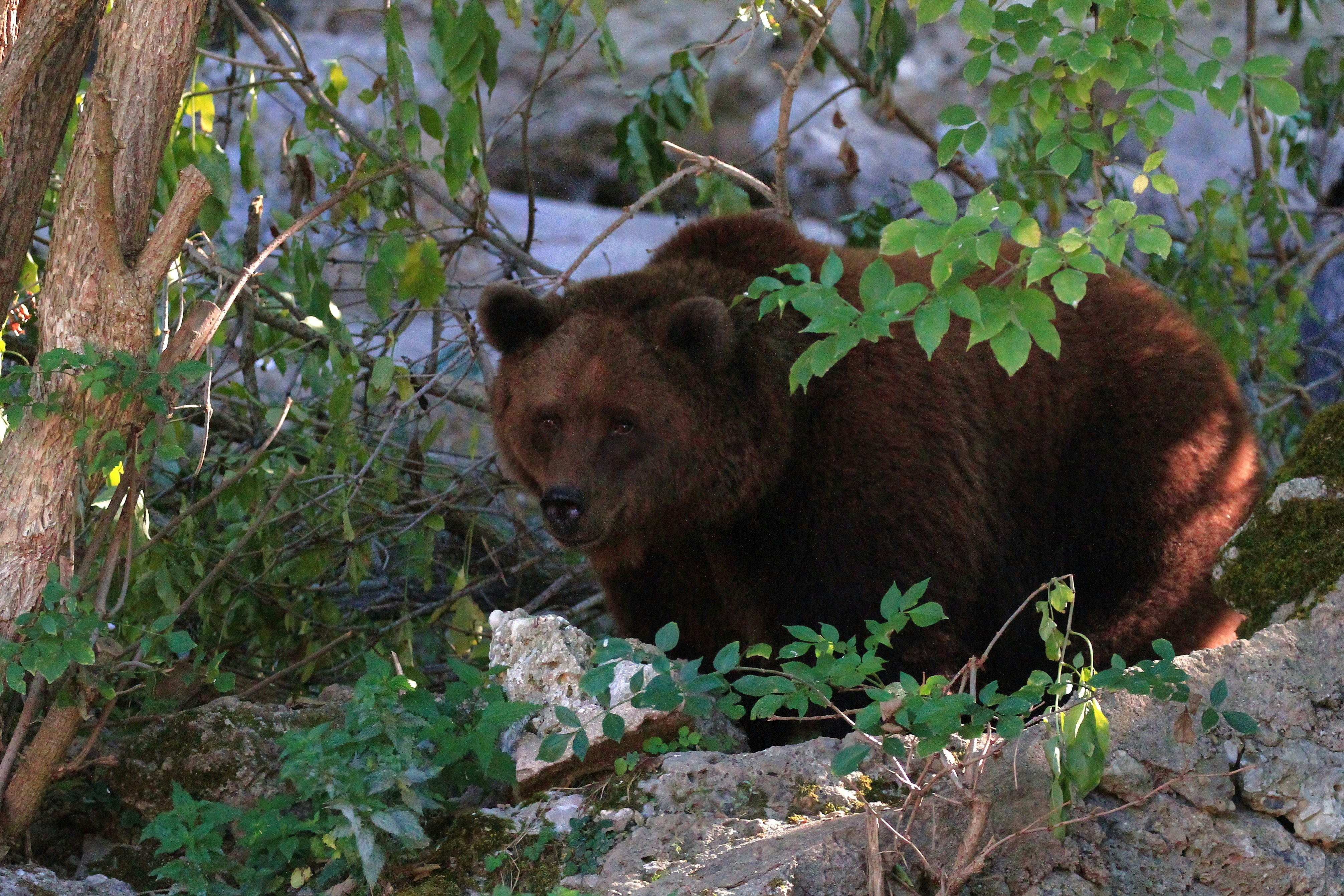 Hidden Bear in Leafy Outcrop