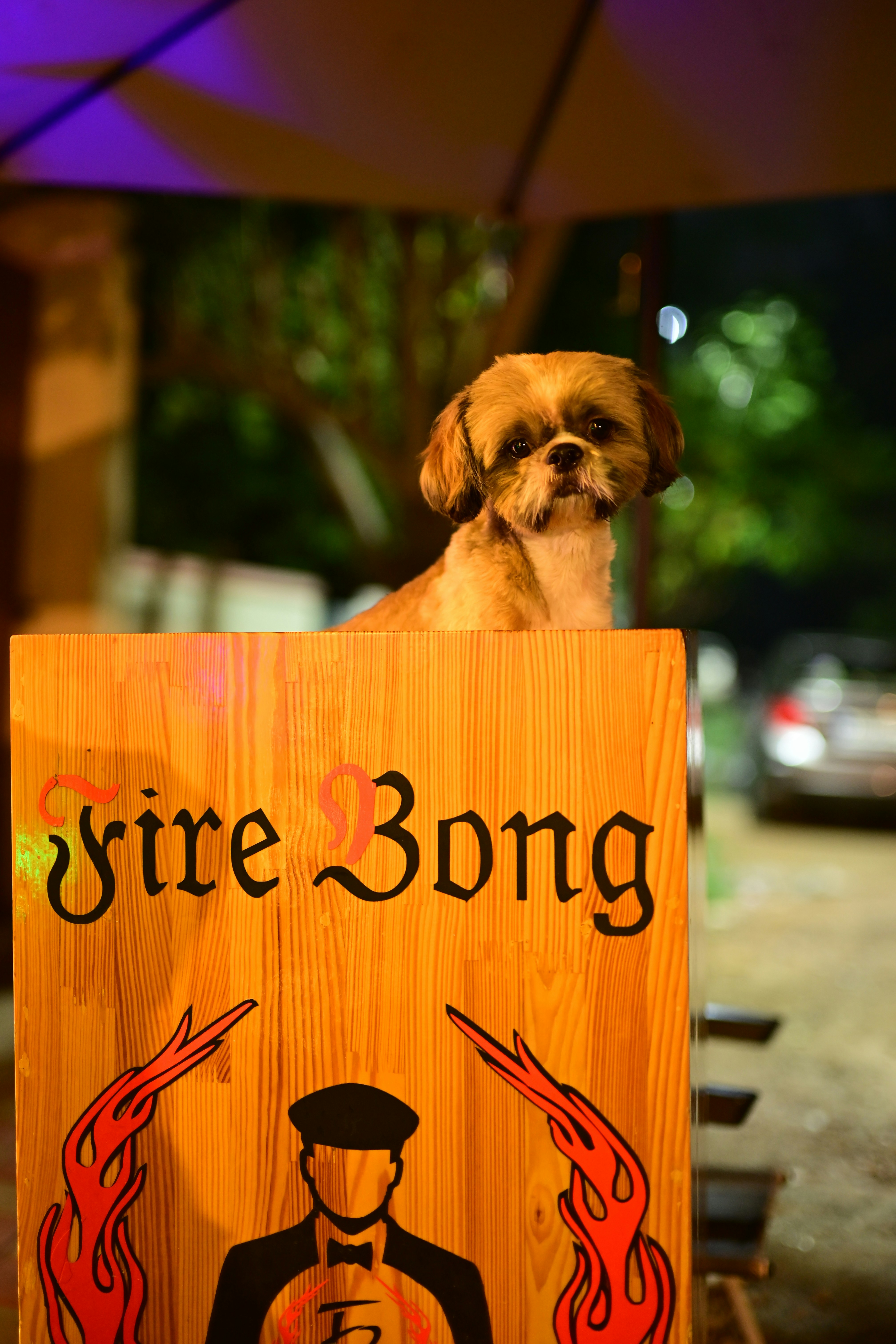 Shih Tzu peeks over a wooden sign with bold black text, illuminated by warm ambient light; a blurred nighttime background suggests an outdoor setting or venue.