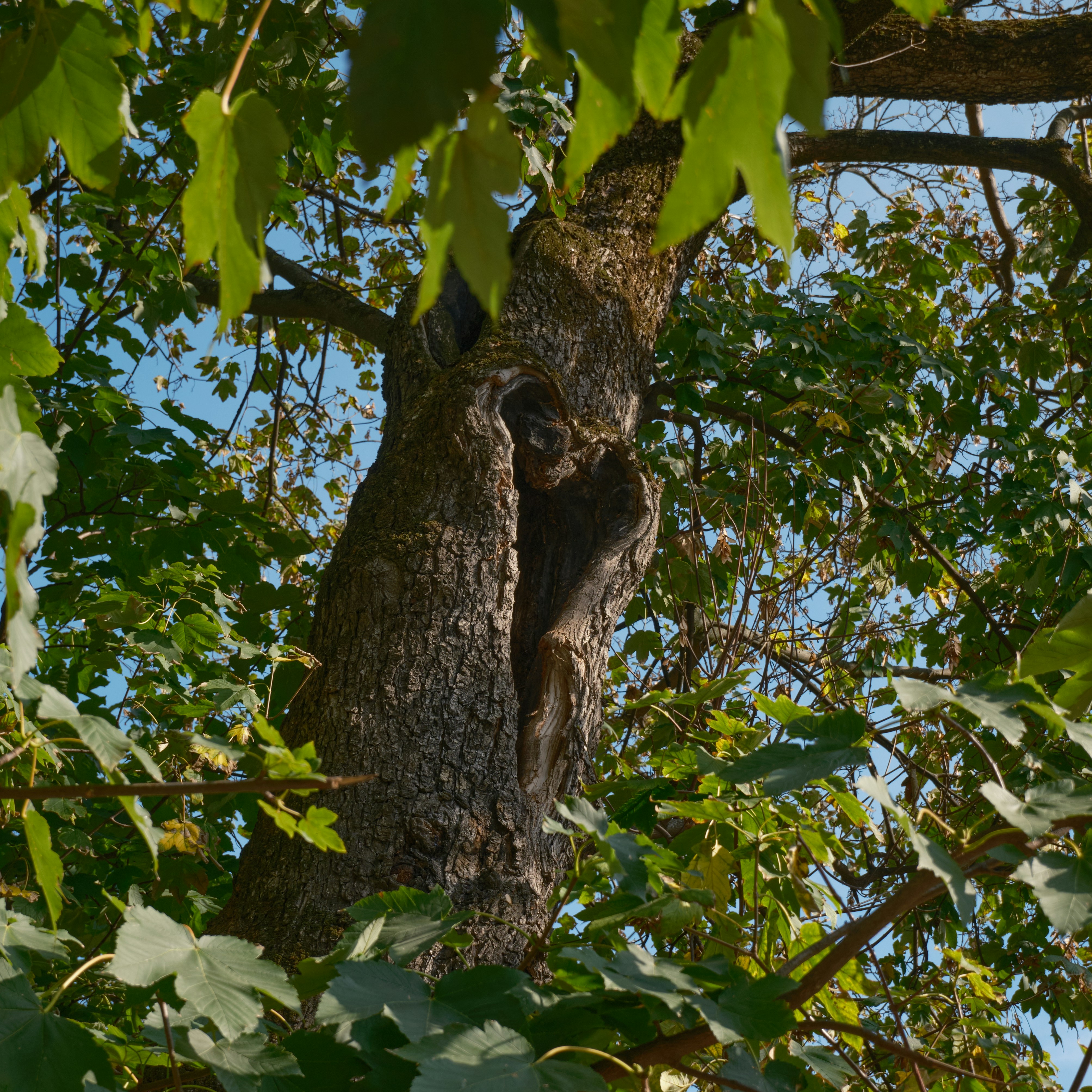 Hollow Sentinel: A Weathered Tree Trunk Framed by Sunlit Foliage