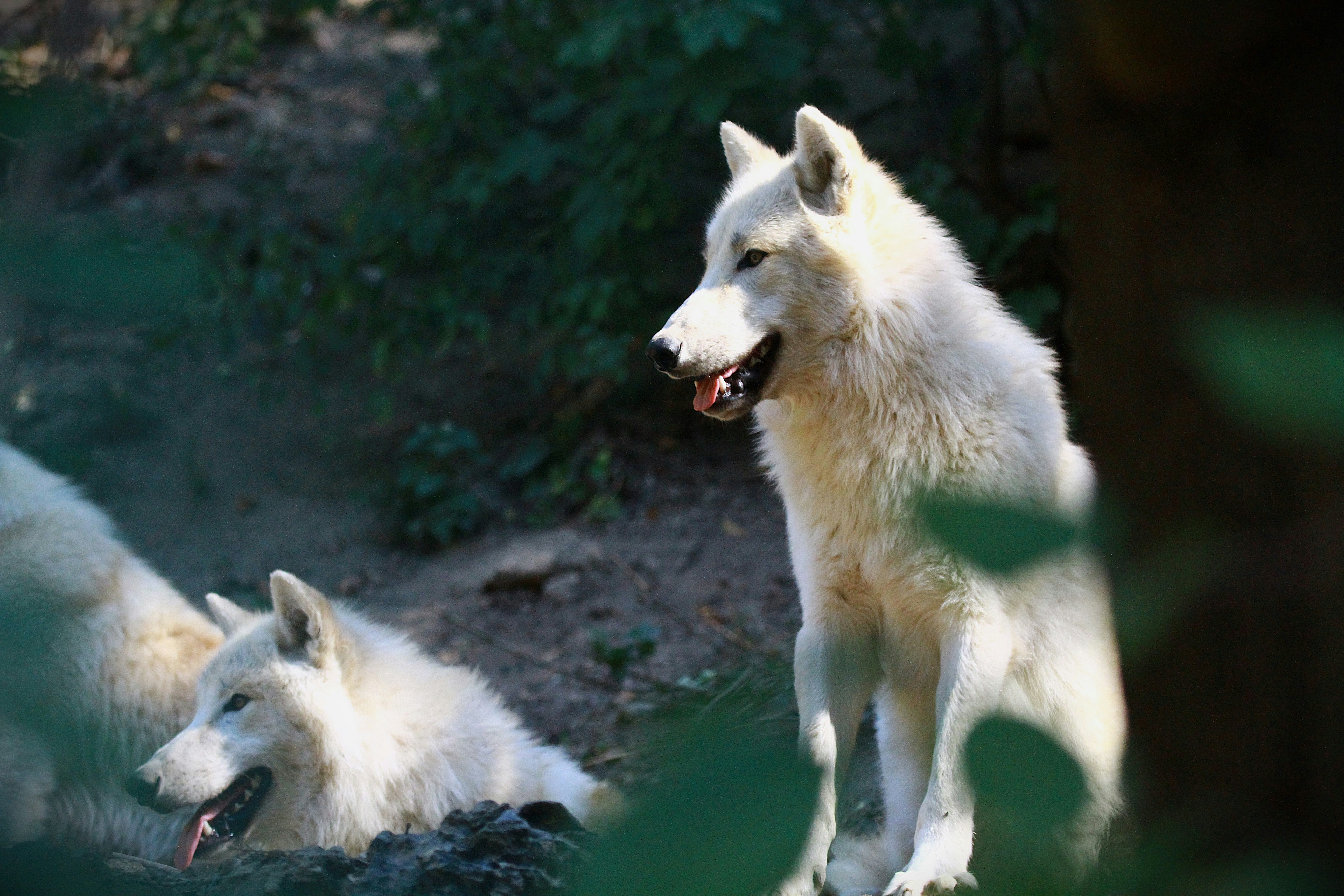Two white wolves rest in dappled woodland light, one standing and alert while the other lounges, with green foliage framing the scene.