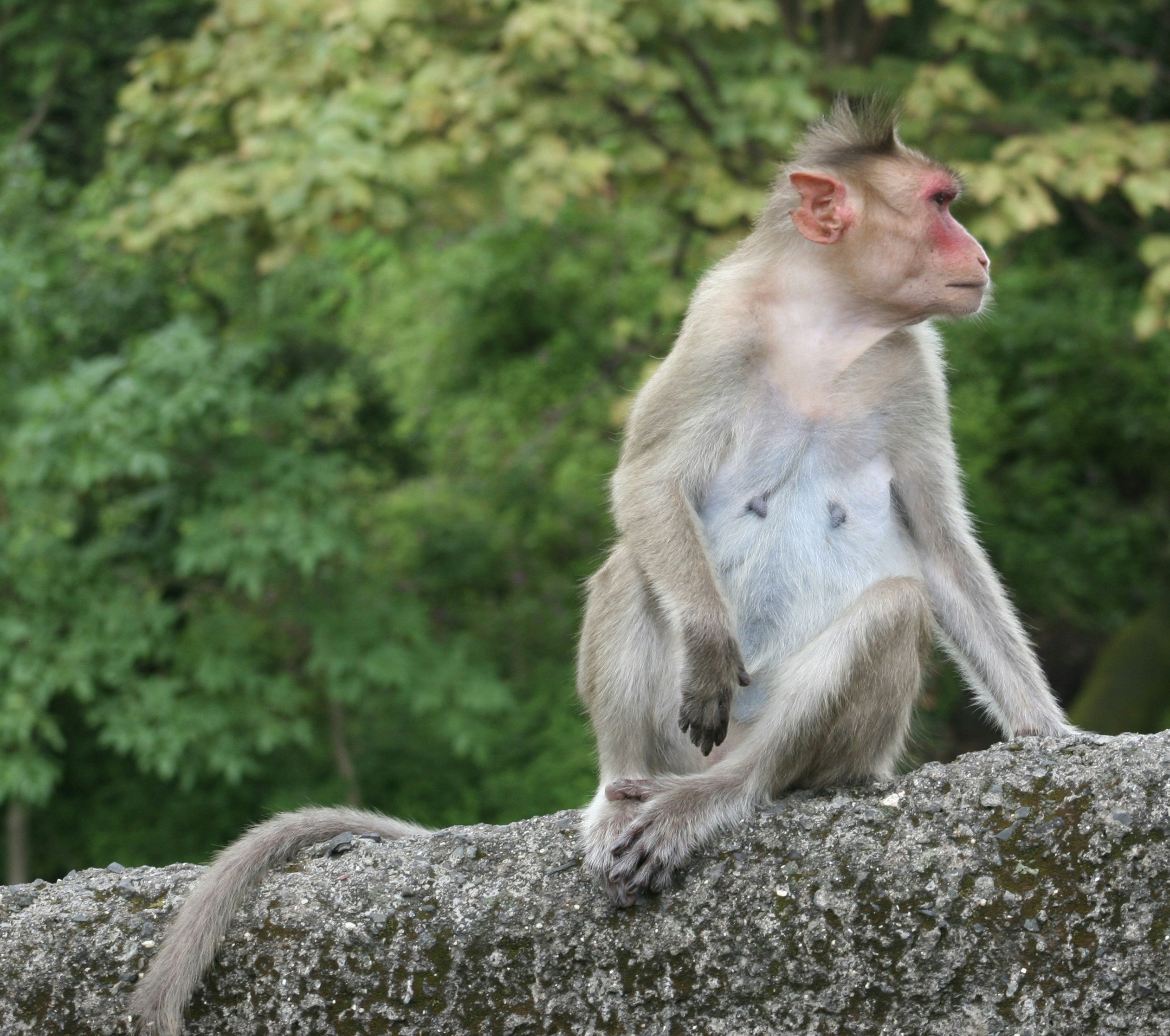 Sentry on the Wall: A Curious Monkey Scans the Surroundings